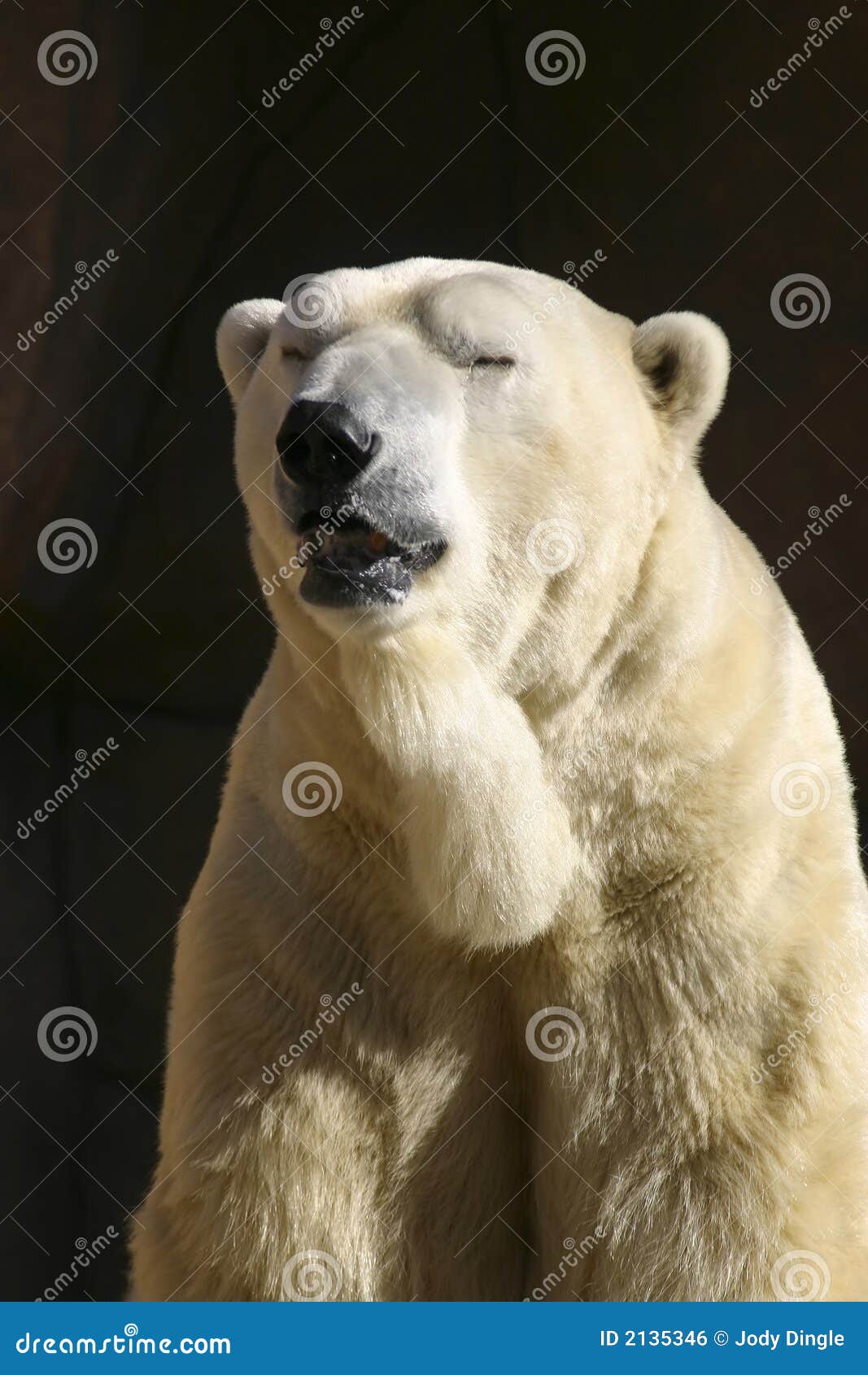 Bear Sighing Stock Photos - Free & Royalty-Free Stock Photos from ...