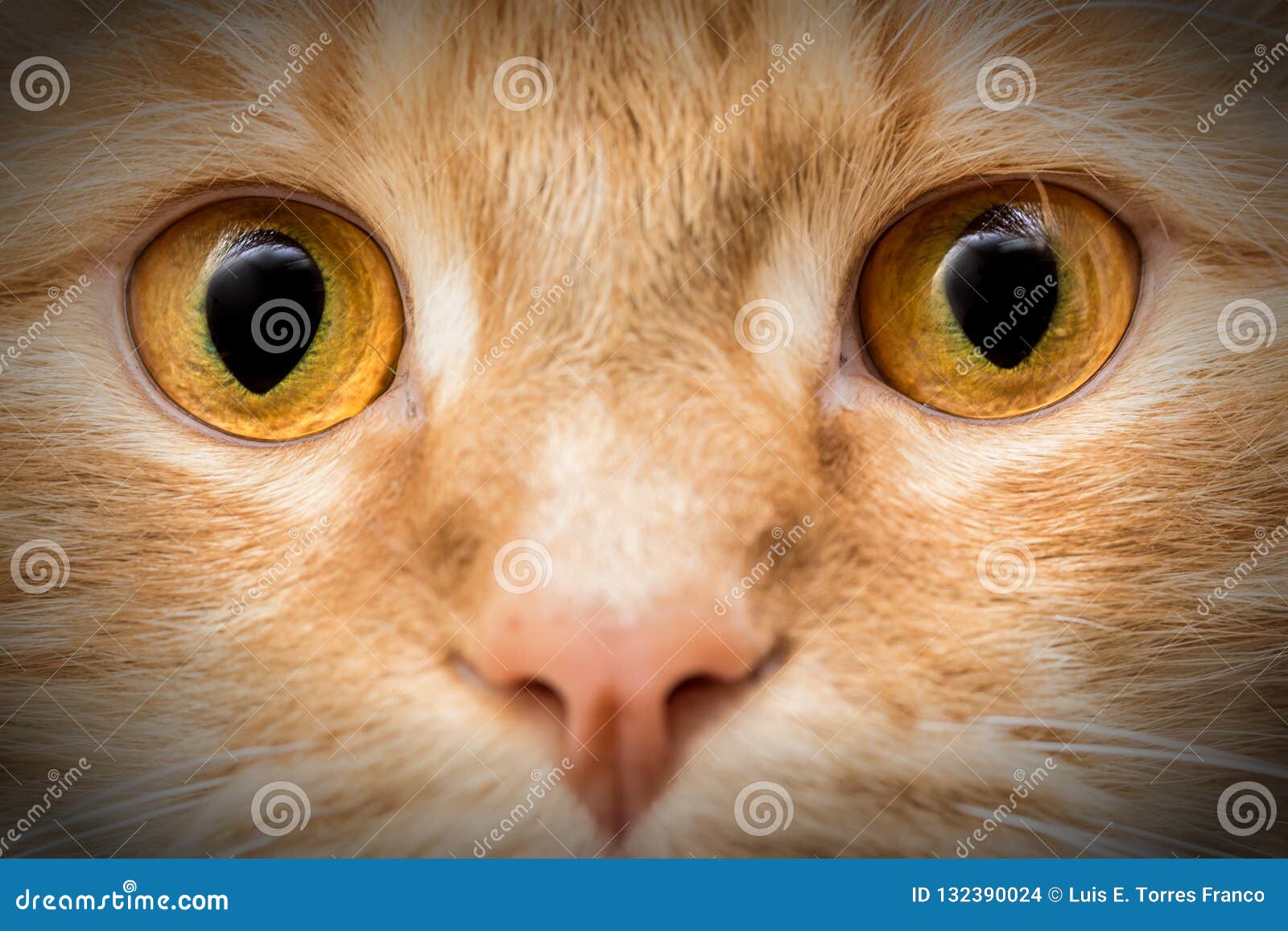 The Eyes of the Cat stock photo. Image of fluffy, feline - 132390024