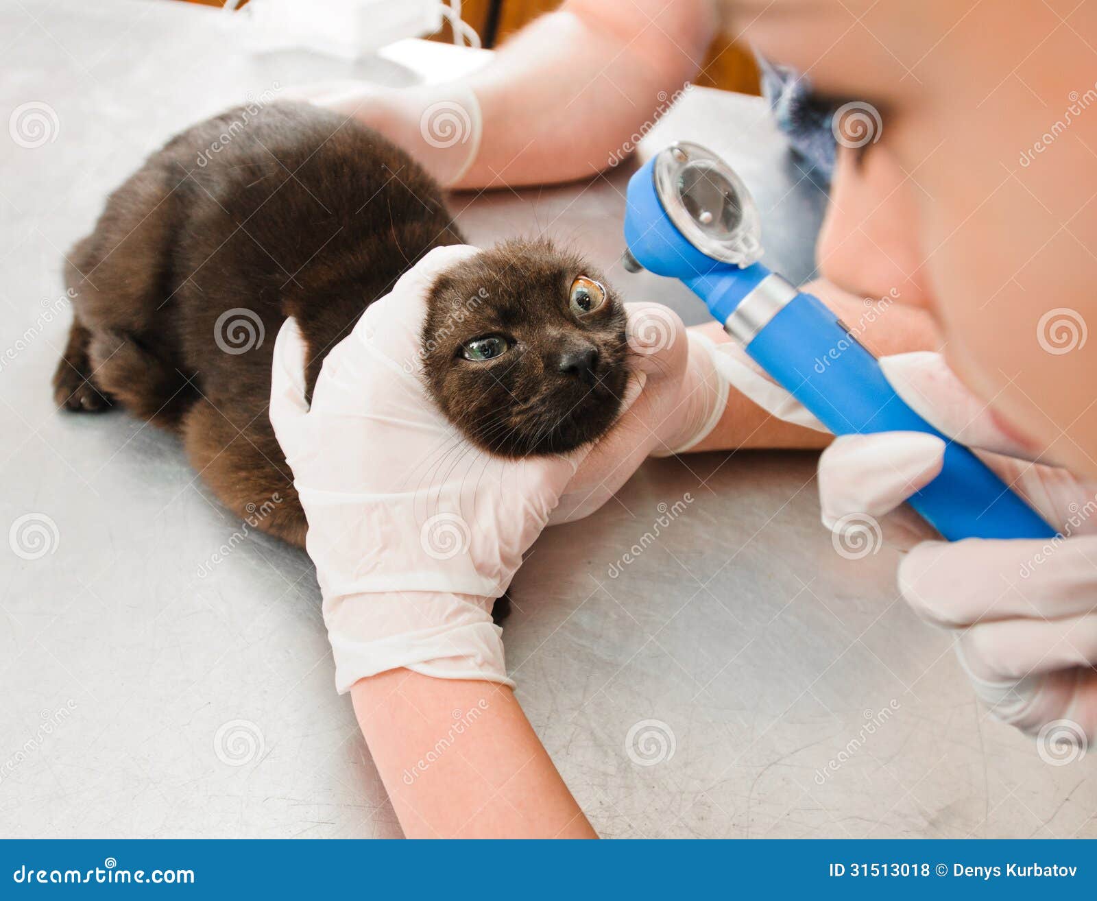 Sight of cat stock photo. Image of equipment, mammal - 31513018