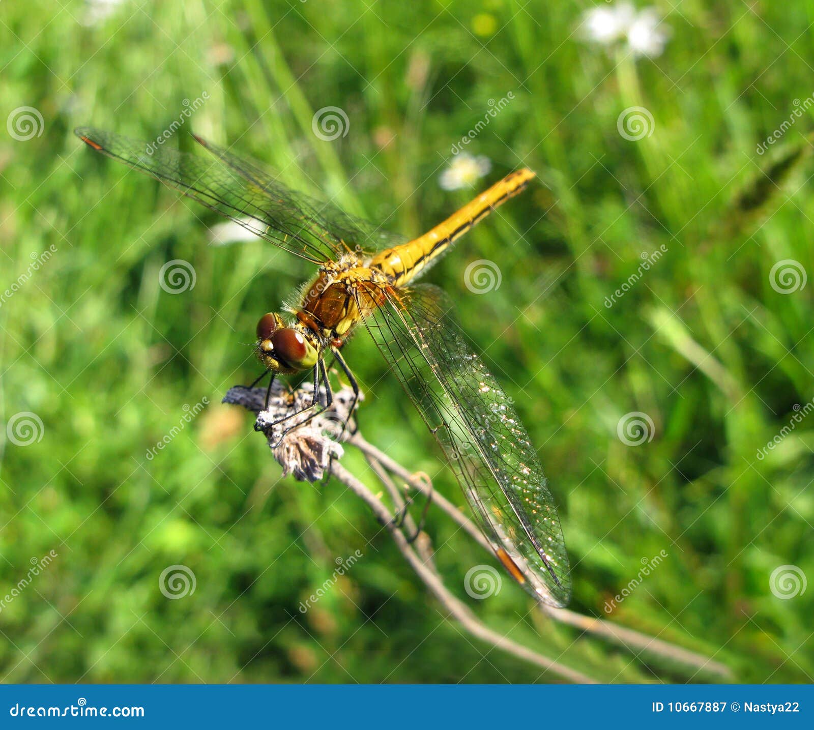 Sight of a dragonfly stock image. Image of sight, macro - 10667887