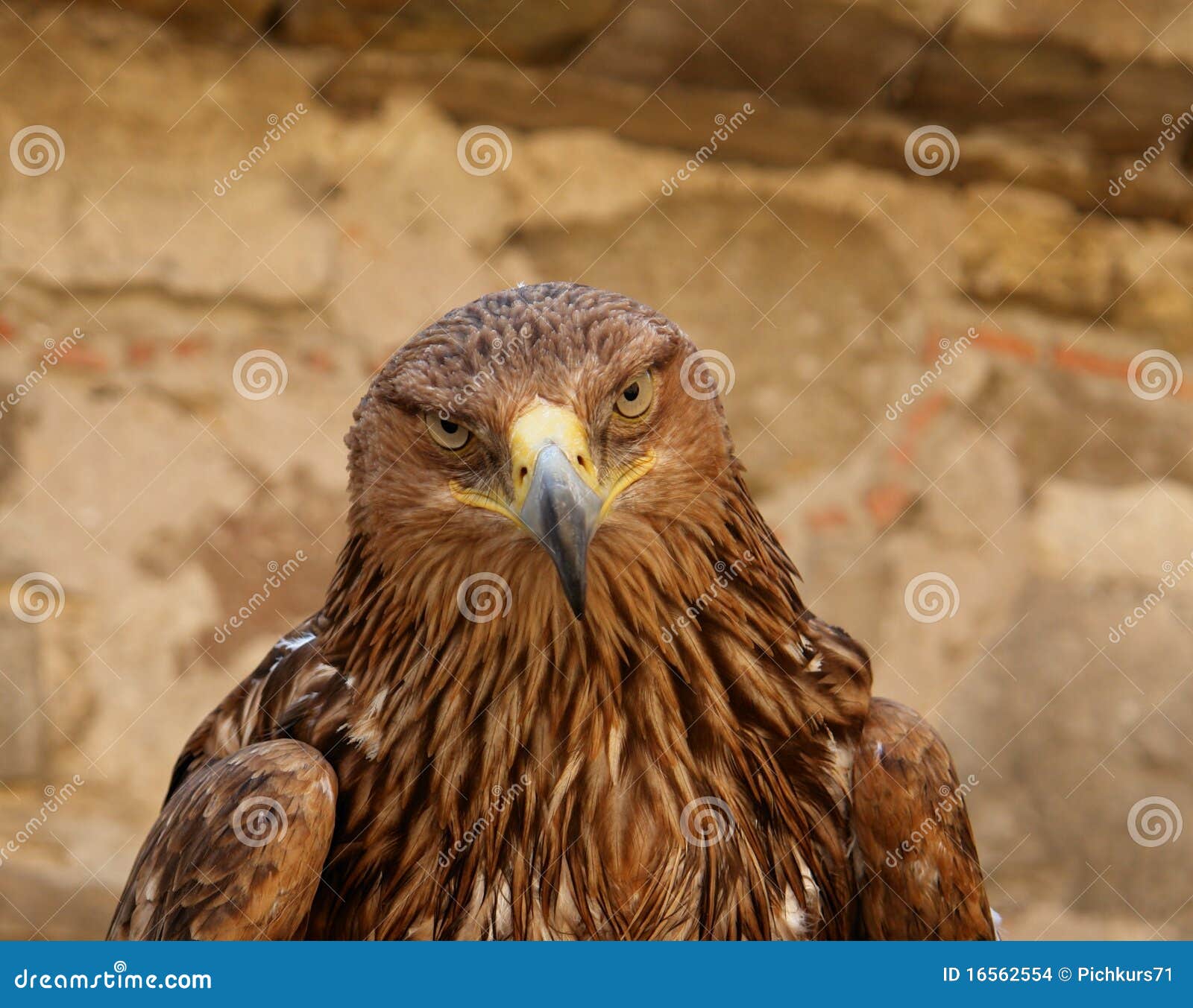 Sight of an eagle stock photo. Image of beak, wild, eagle - 16562554