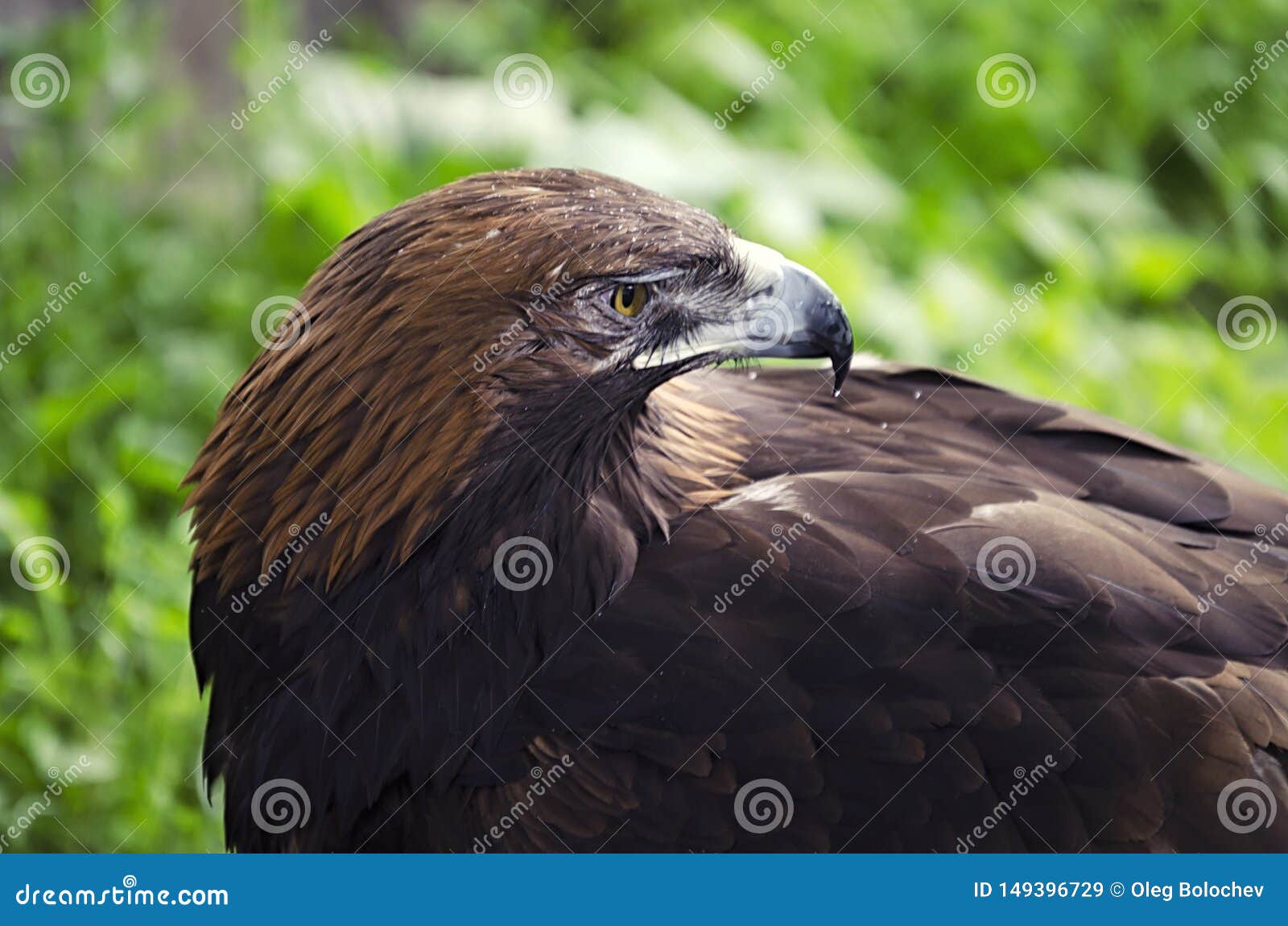 The Sight of an Eagle, a Bird of Prey on the Earth, Birds in Captivity ...