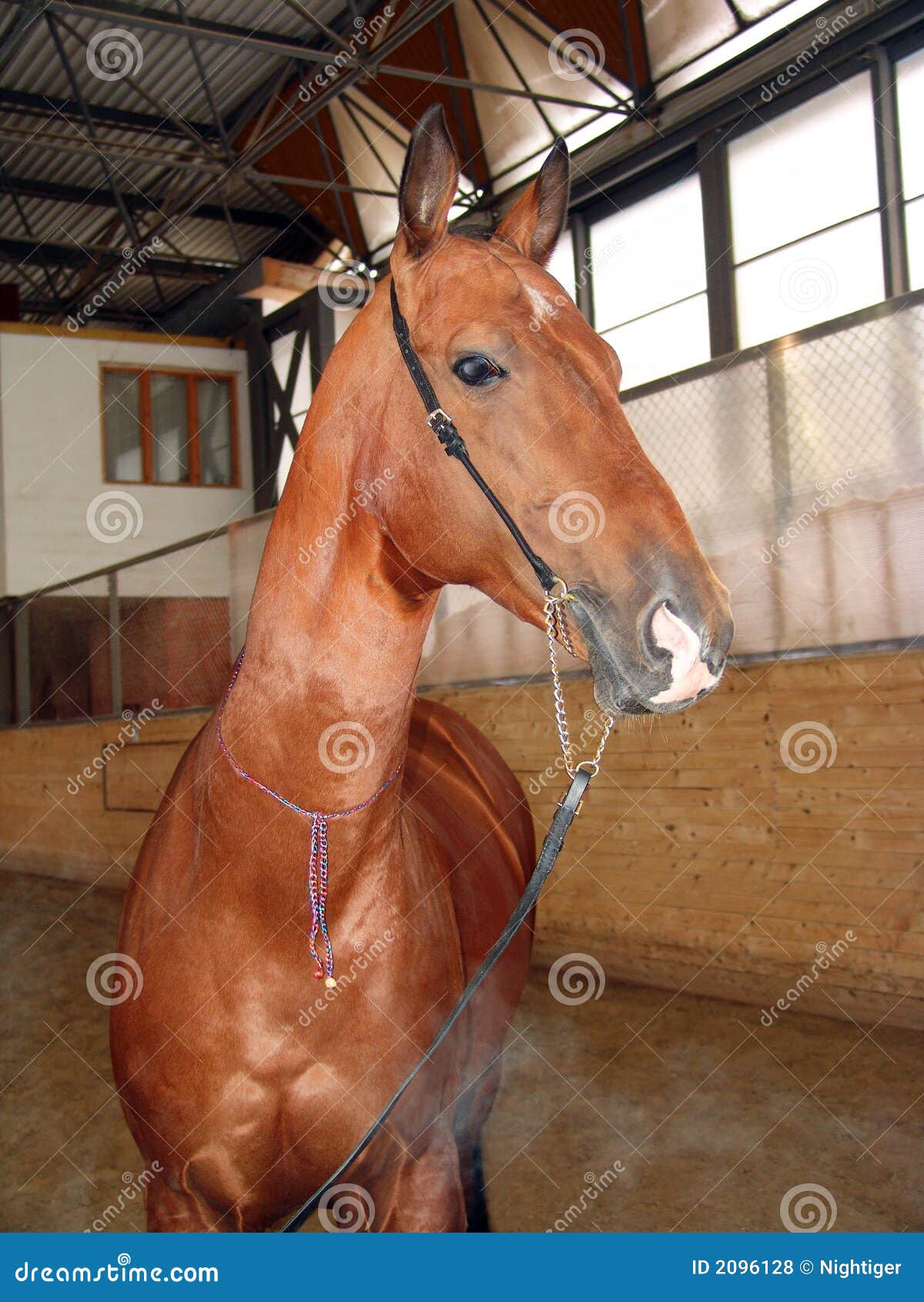 Sight of a horse-4 stock photo. Image of eyes, muzzle - 2096128