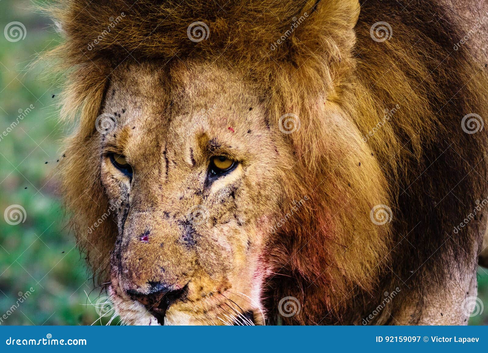 The sight of a lion. Kenya stock image. Image of animal - 92159097
