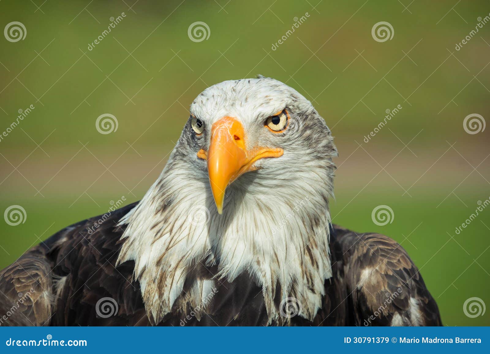 Sight stock image. Image of eagle, white, leucocephalus - 30791379