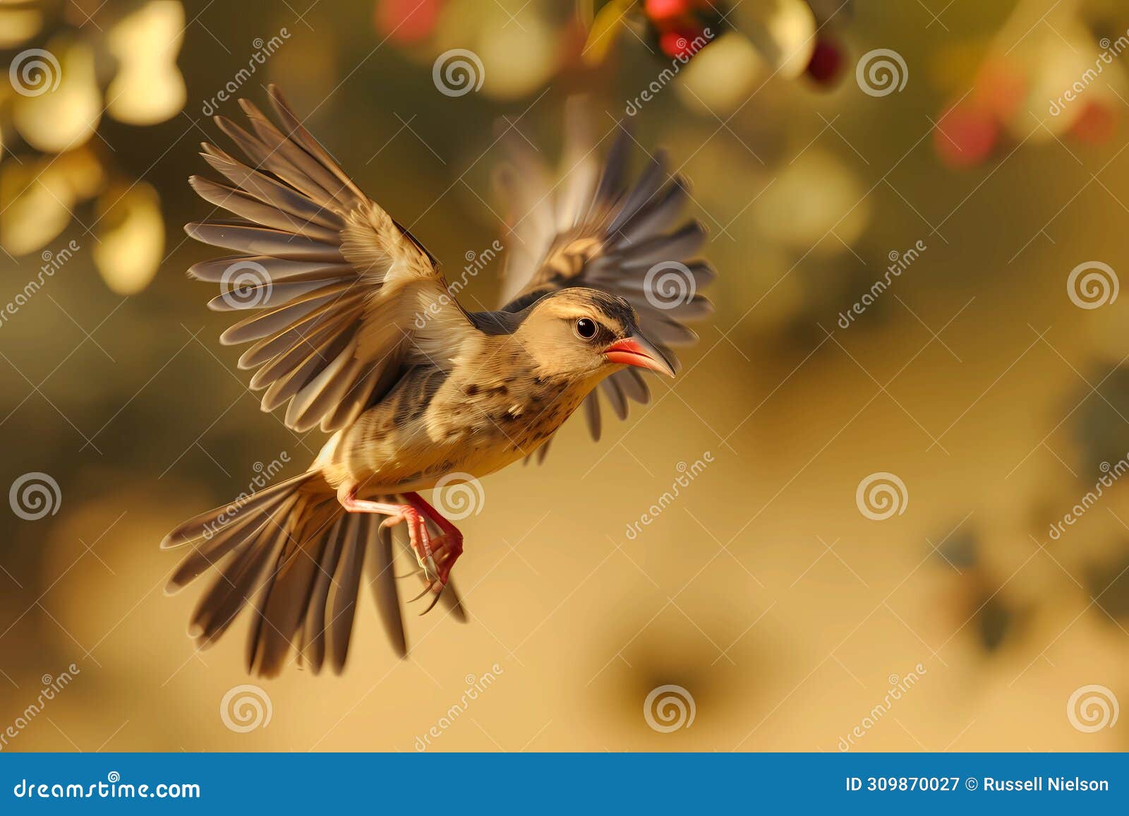 Quelea Cartoons, Illustrations & Vector Stock Images - 10 Pictures to ...