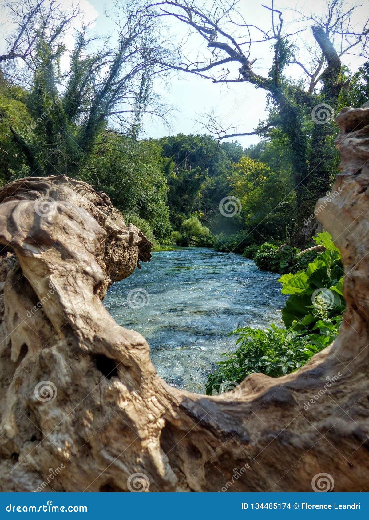 Sight of a River that Flows from a Tree Trunk Folded Up What Could Seem ...