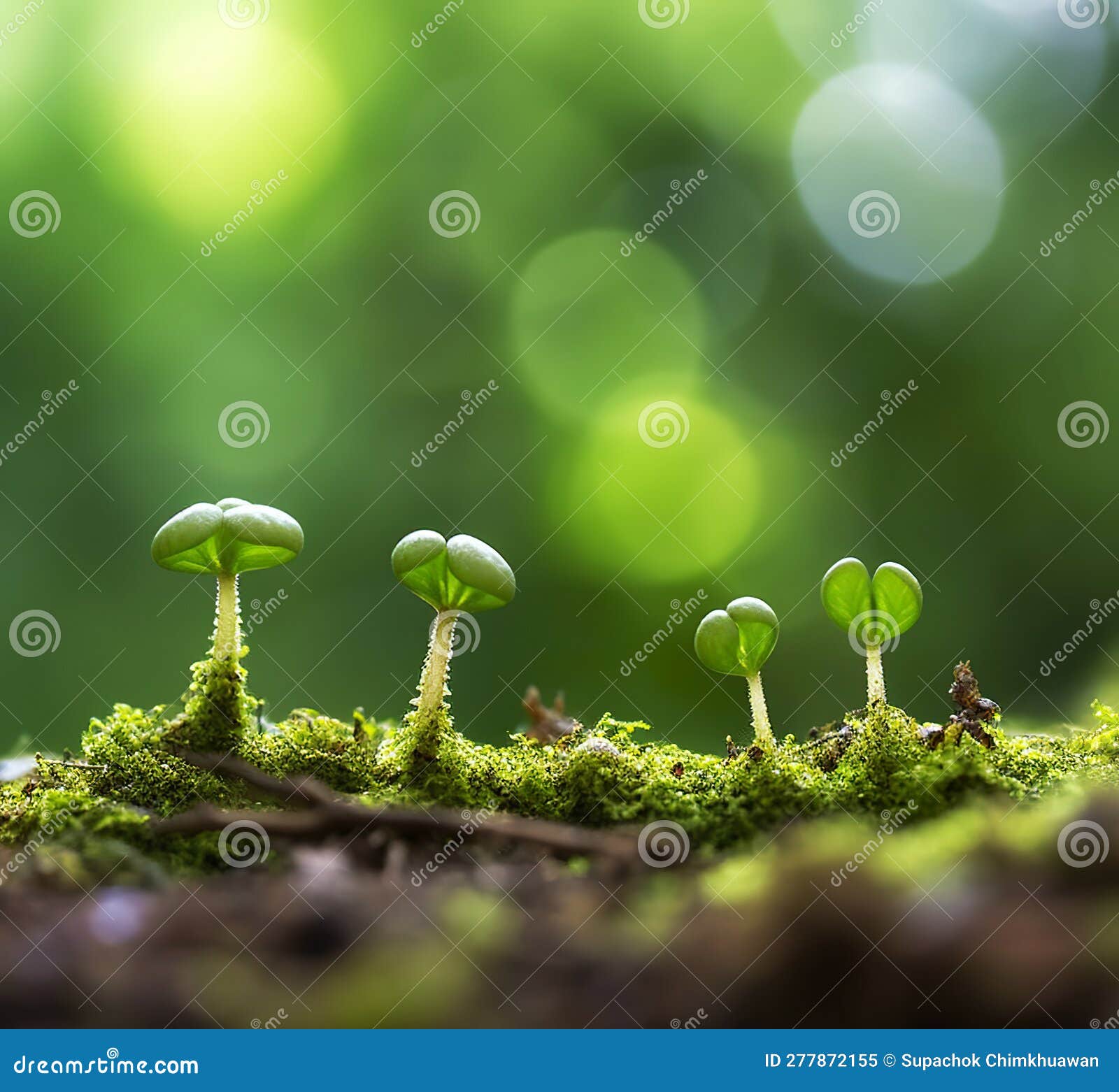 Seed of a Tree Sprouting in a Forest Stock Illustration - Illustration ...
