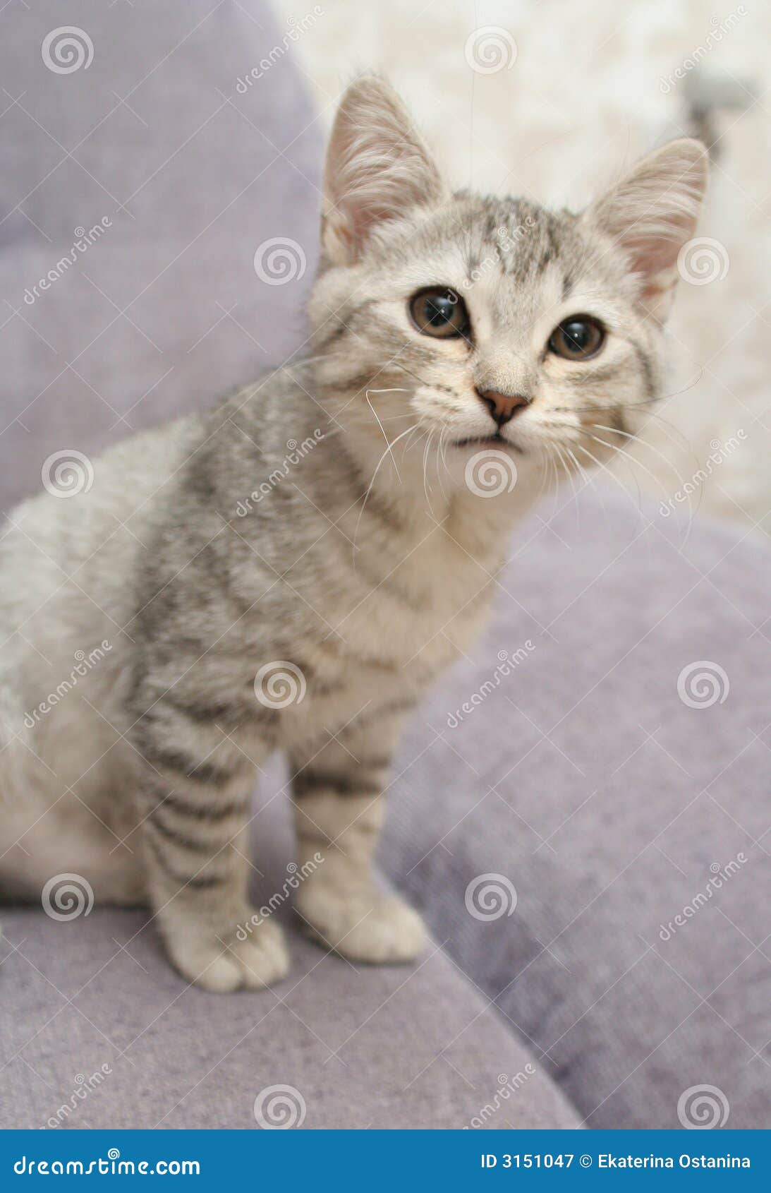 Sight of a Small Grey Kitten Stock Image - Image of nice, animal: 3151047