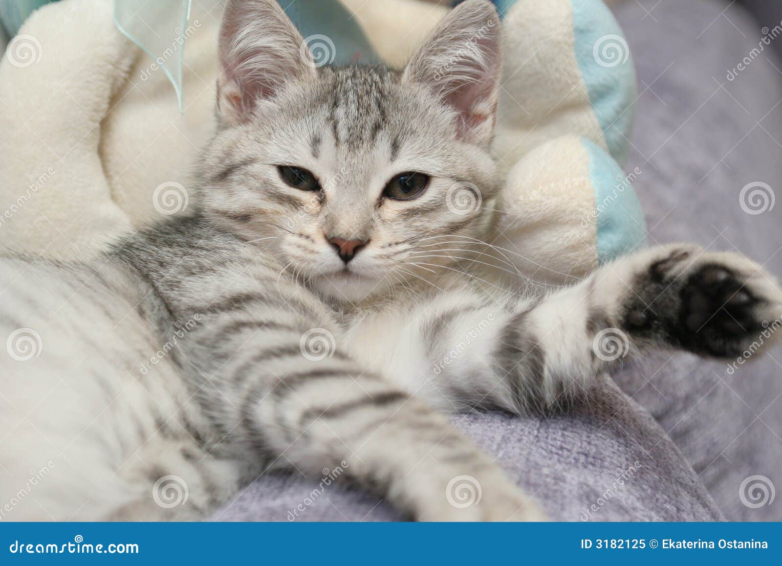 Sight of a Small Grey Kitten Stock Image - Image of animal, grey: 3182125