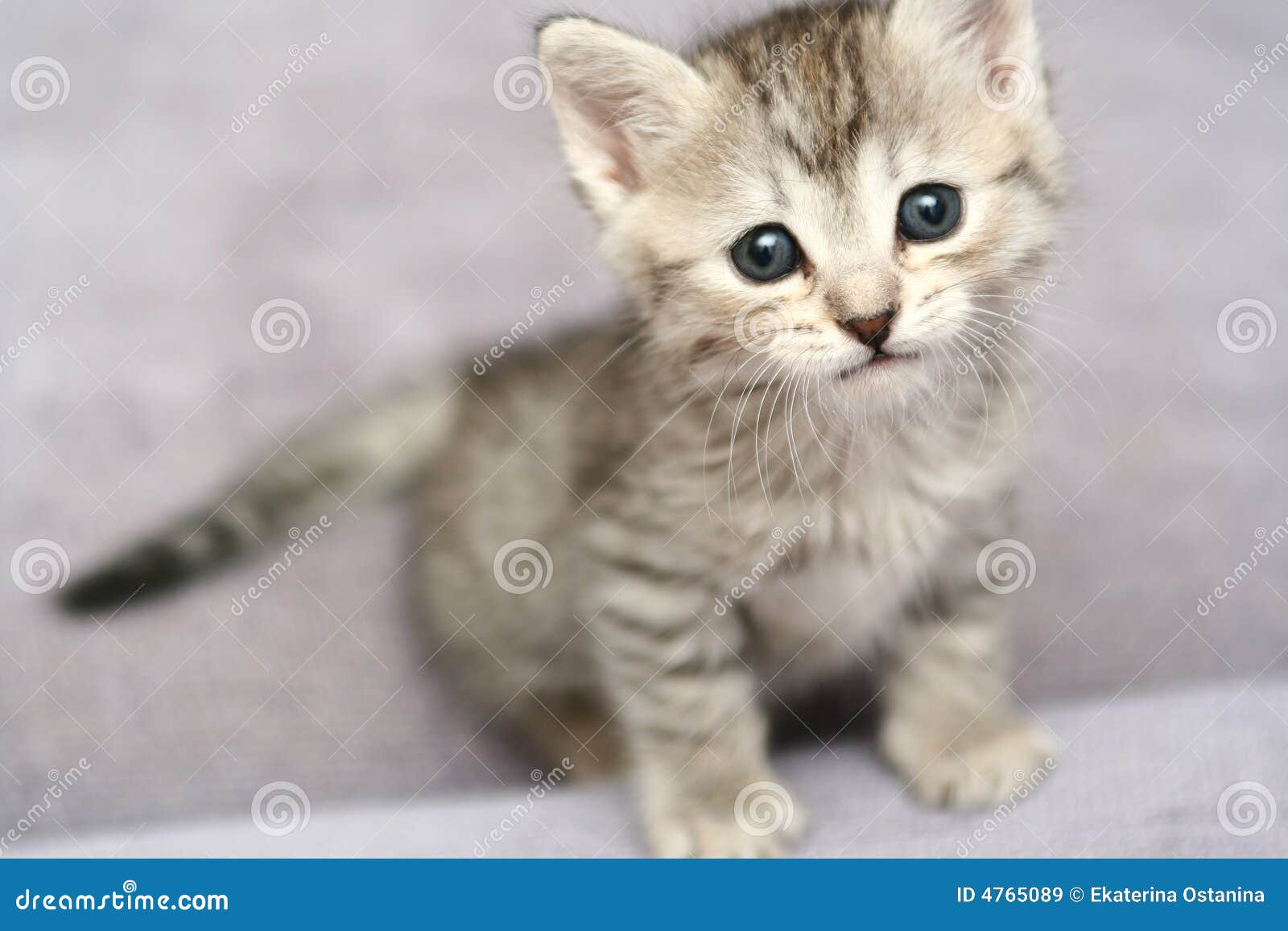 Sight of a Small Grey Kitten Stock Image - Image of nice, grey: 4765089