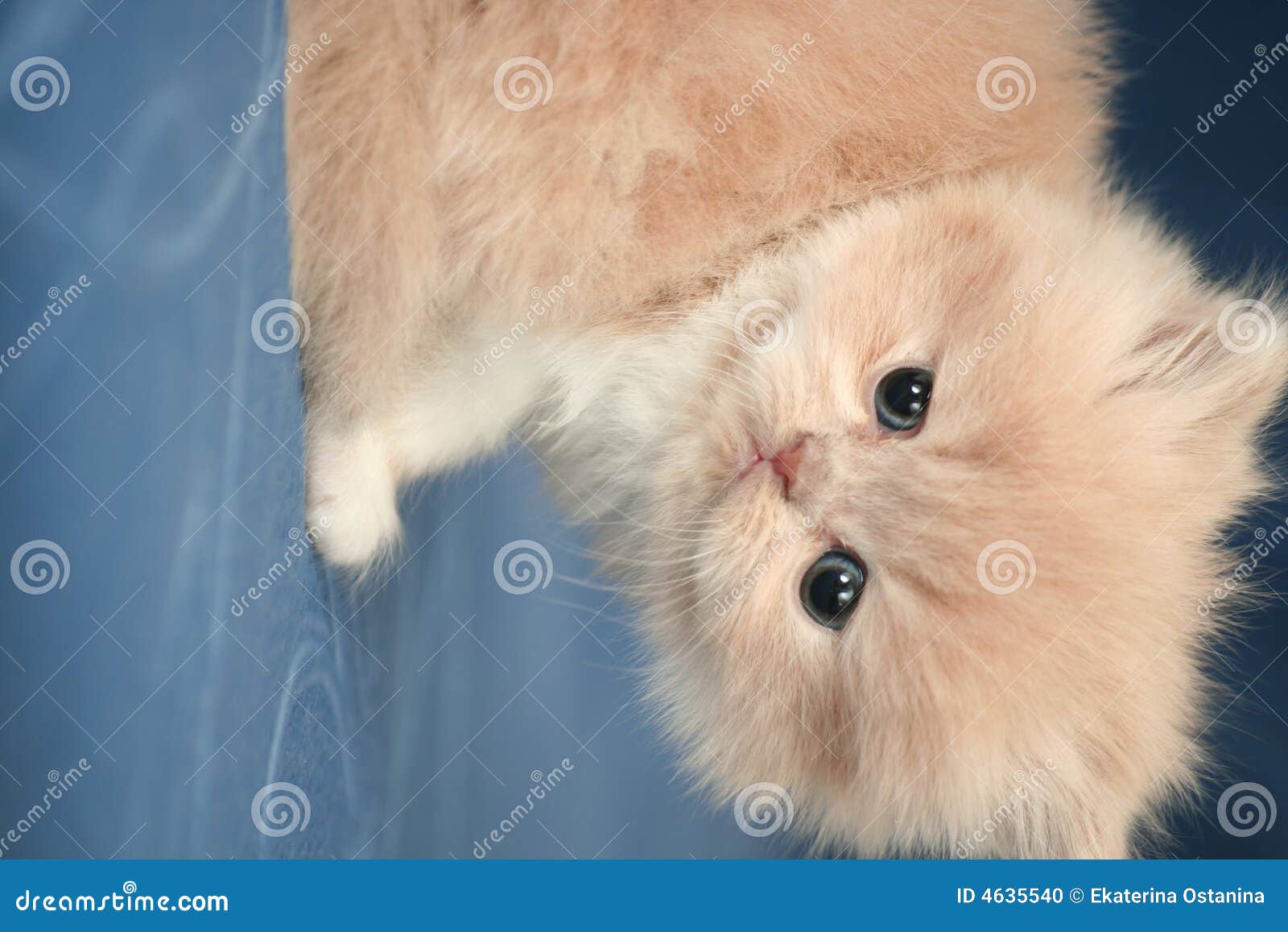 Sight of a Small Nice Fluffy Kitten Stock Photo - Image of eyes, kitten ...