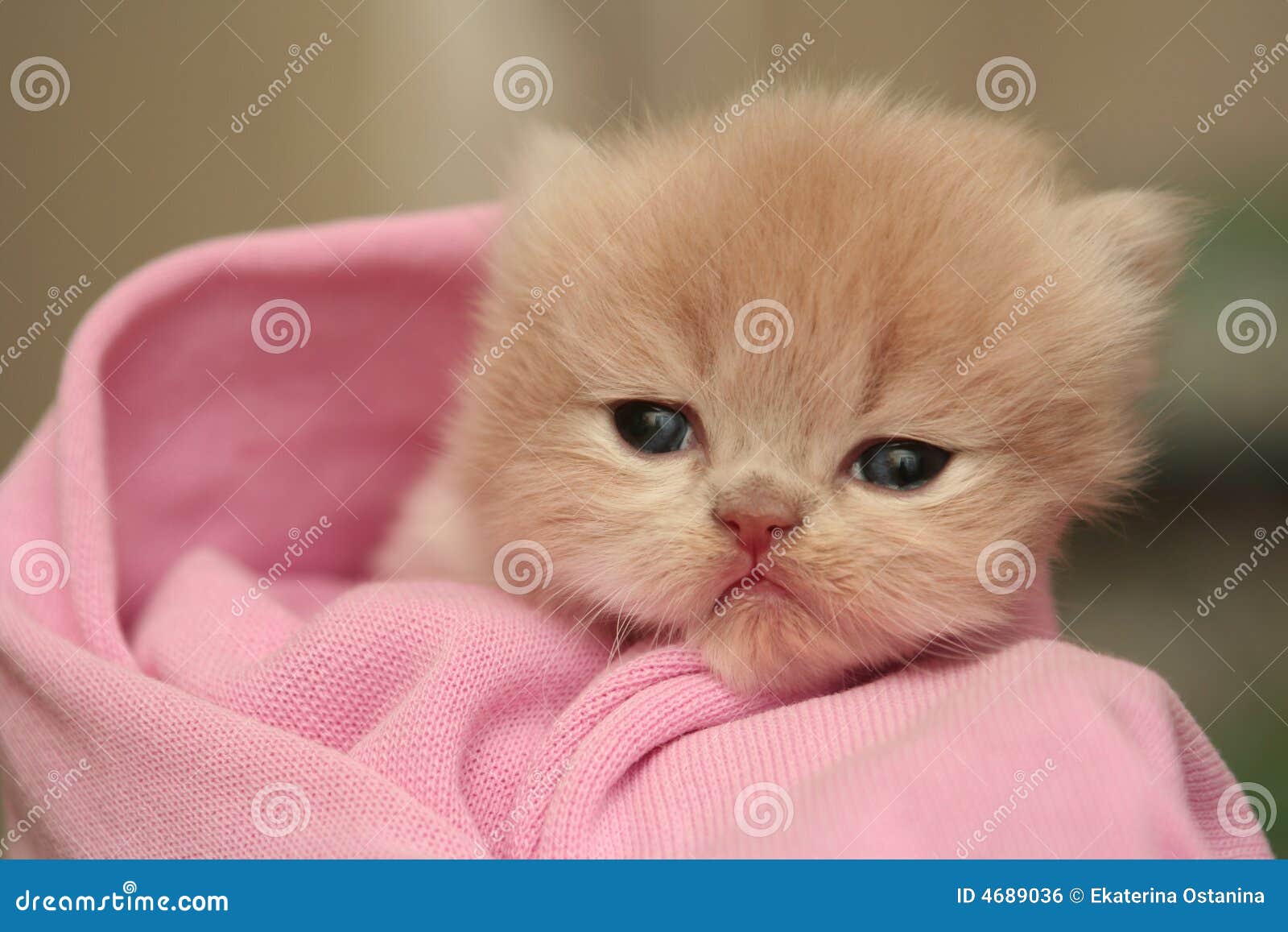 Sight of a Small Nice Fluffy Kitten Stock Photo - Image of house, nice ...