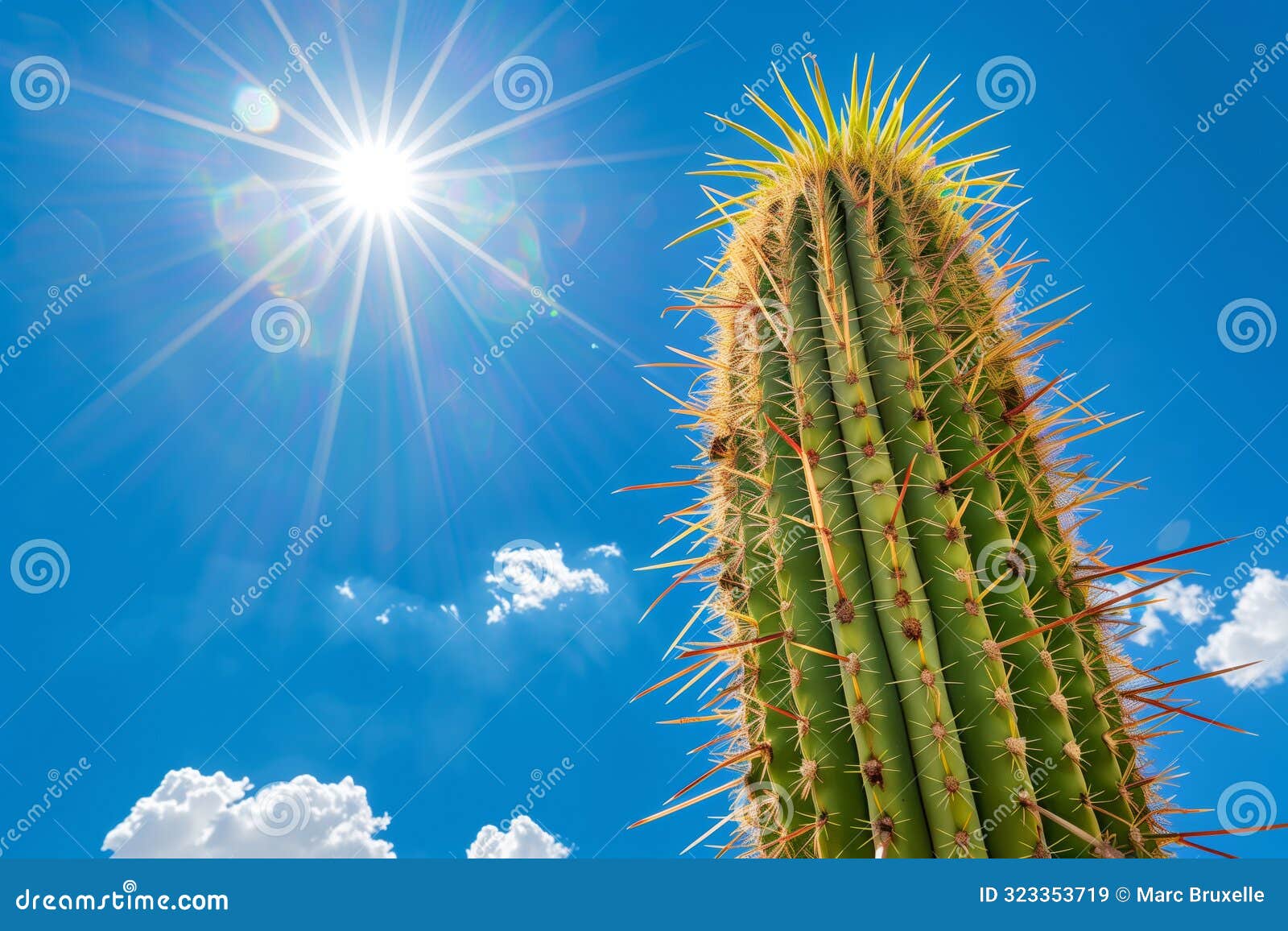 The Sight Of The Sun Shining Behing A Cactus In The Desert During ...