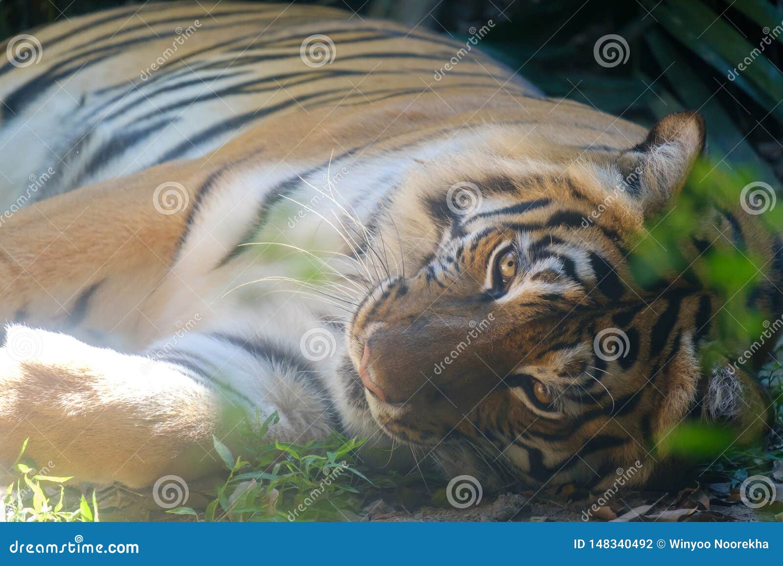 Sight of tiger stock photo. Image of aggression, look - 148340492