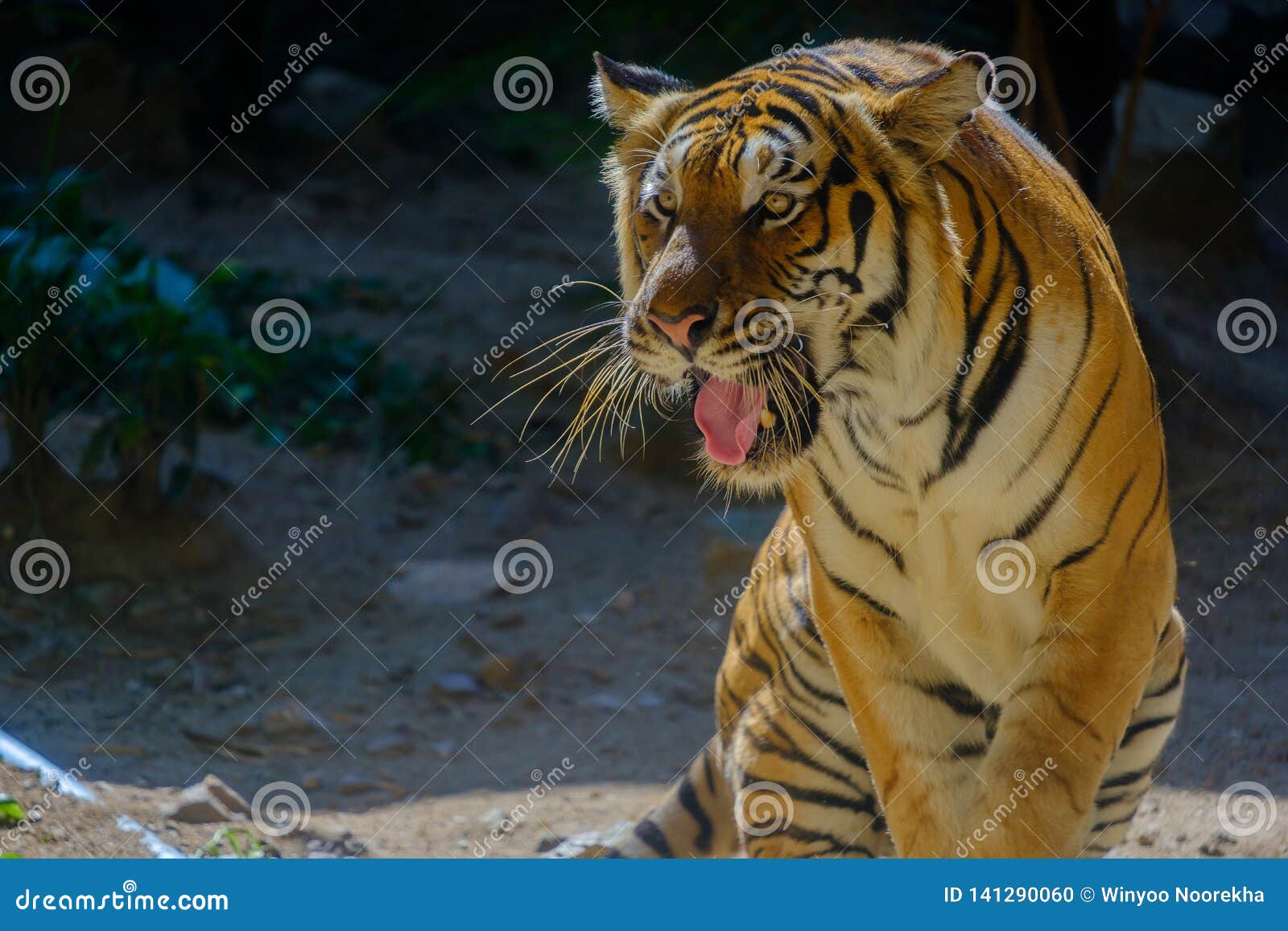 Sight of tiger stock photo. Image of black, asia, animal - 141290060