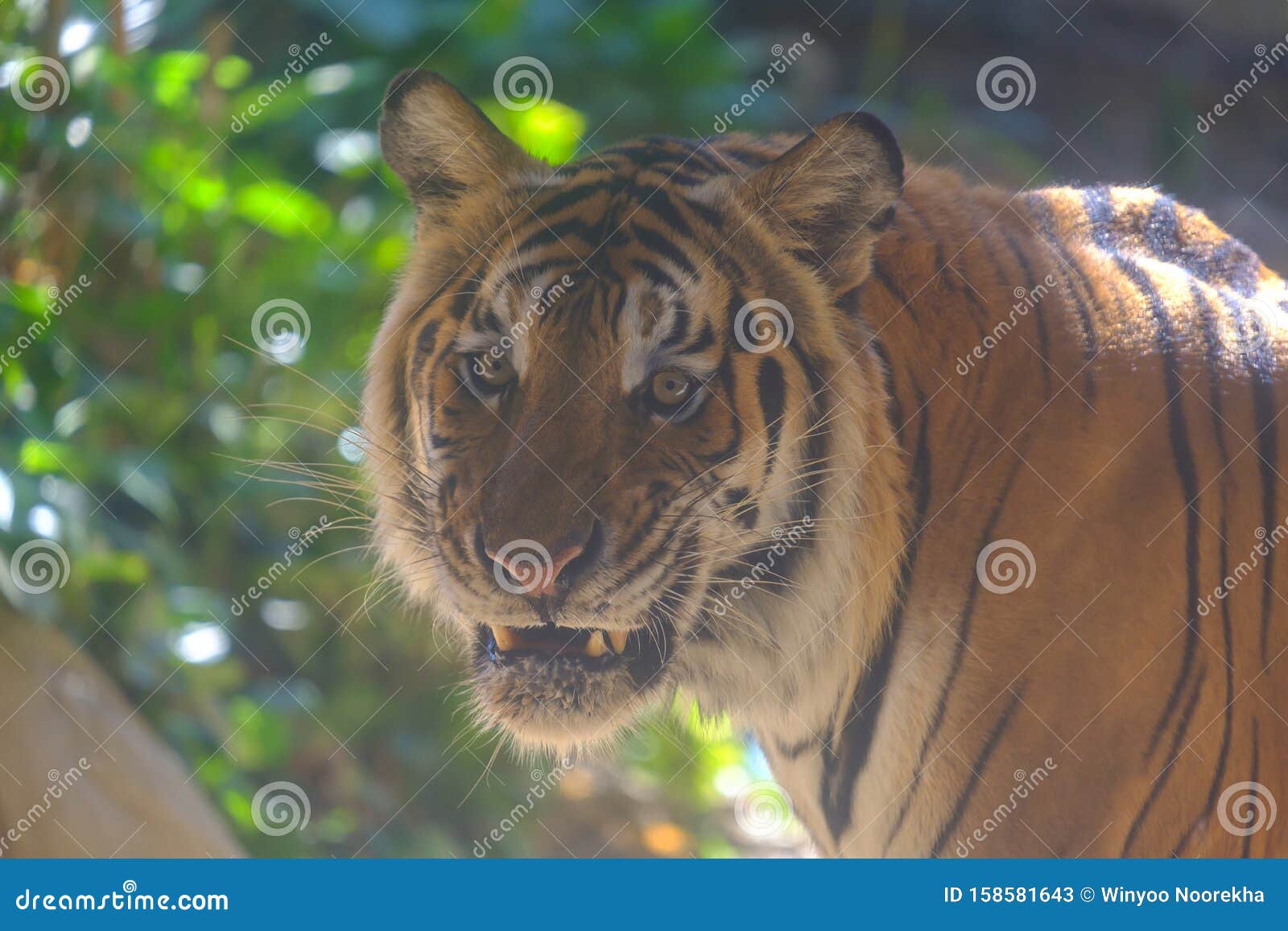 Sight of tiger stock image. Image of jungle, color, feline - 158581643