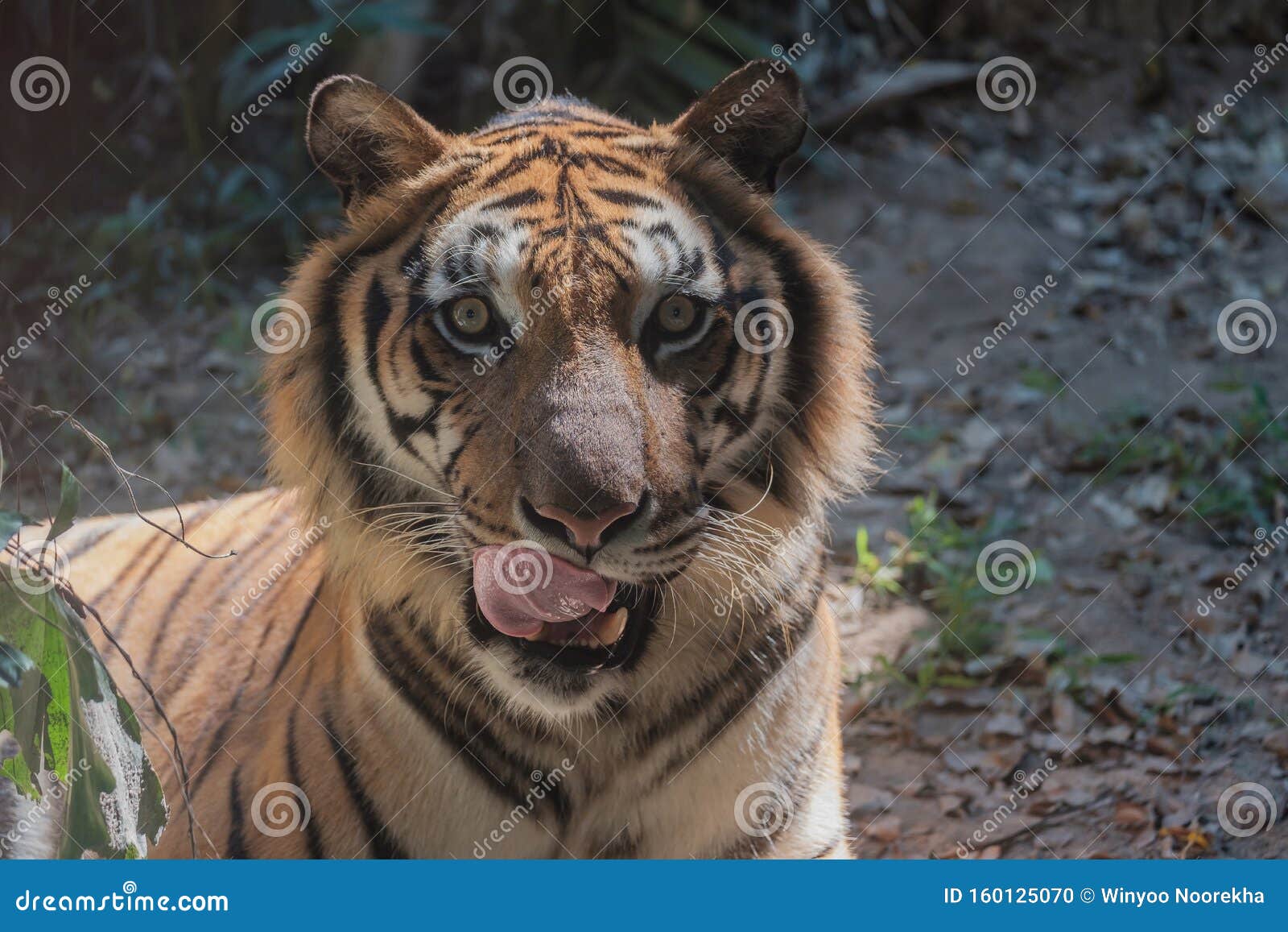 Sight of tiger stock photo. Image of beauty, look, royal - 160125070