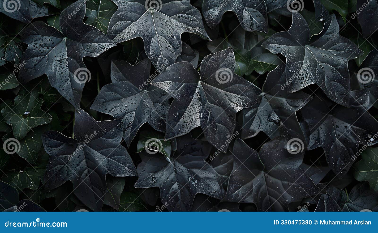 The Sight of Wet Gray Leaves on the Tree Stock Photo - Image of natural ...