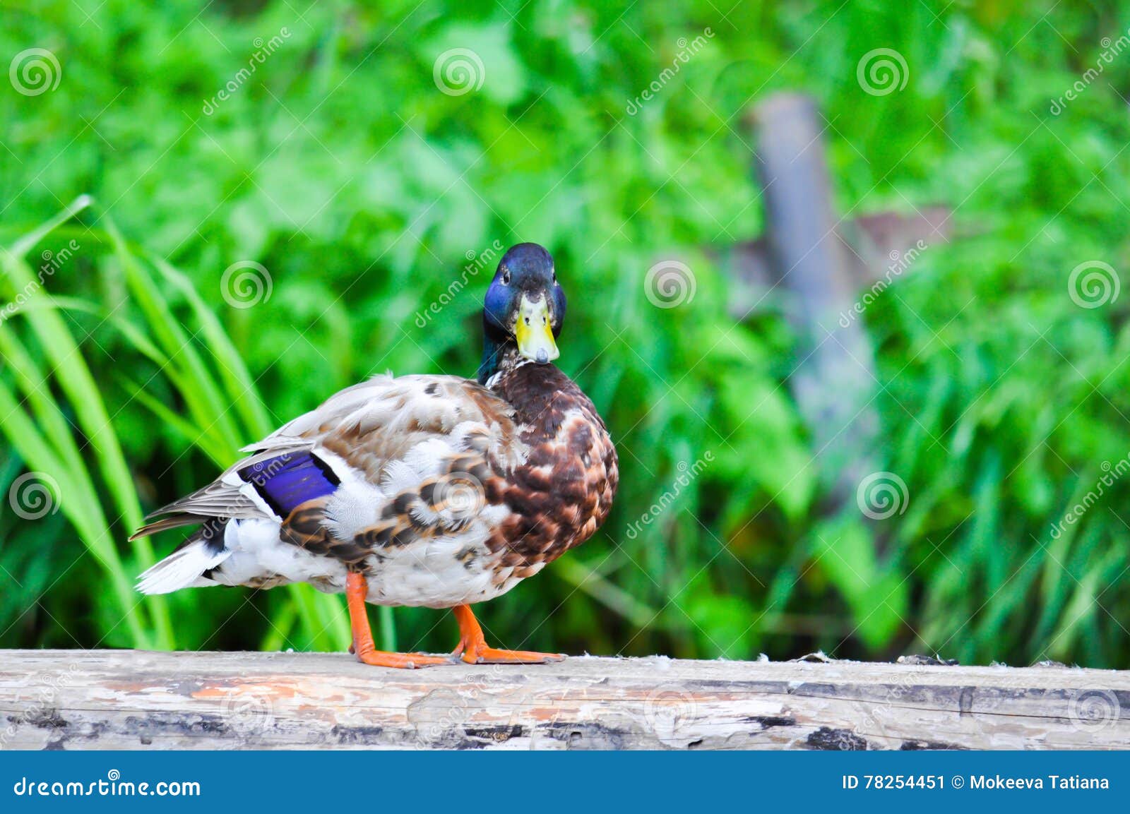 The sight of a wild duck stock image. Image of wild, beak - 78254451