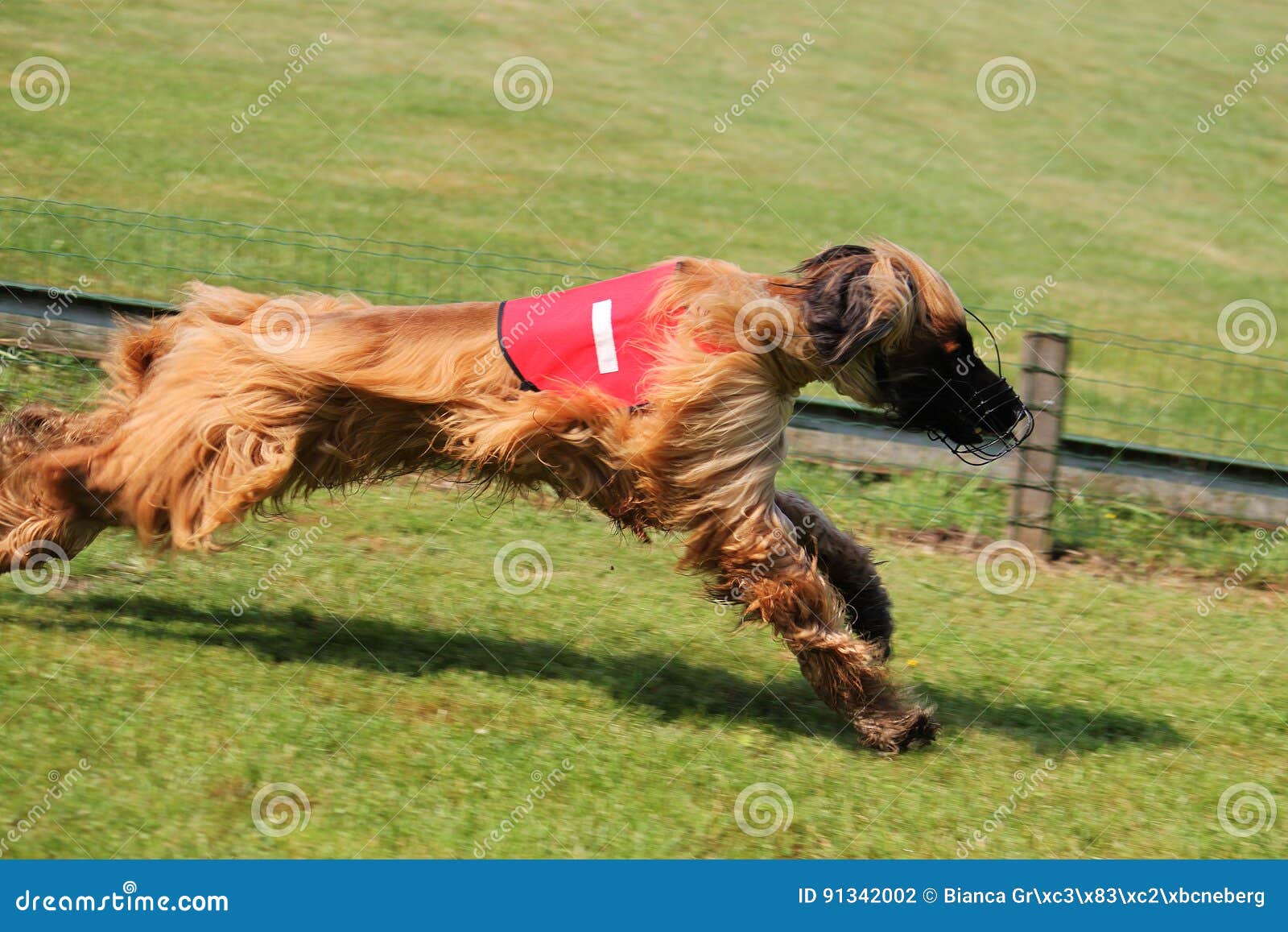 Sighthound race stock photo. Image of hound, animal, canine - 91342002