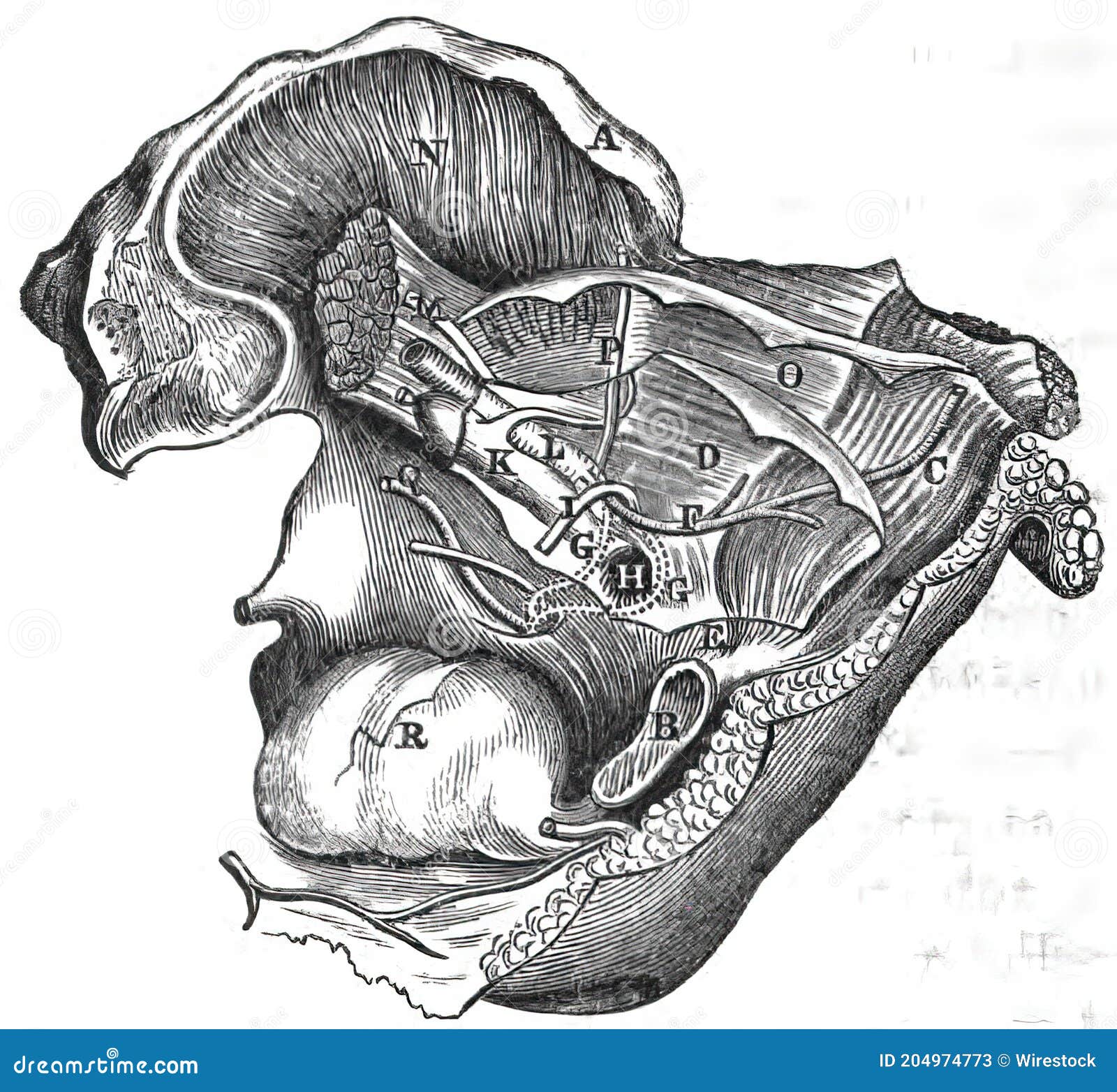 Sigmoid Sulcus Topography - Temporal Bon Stock Illustration ...