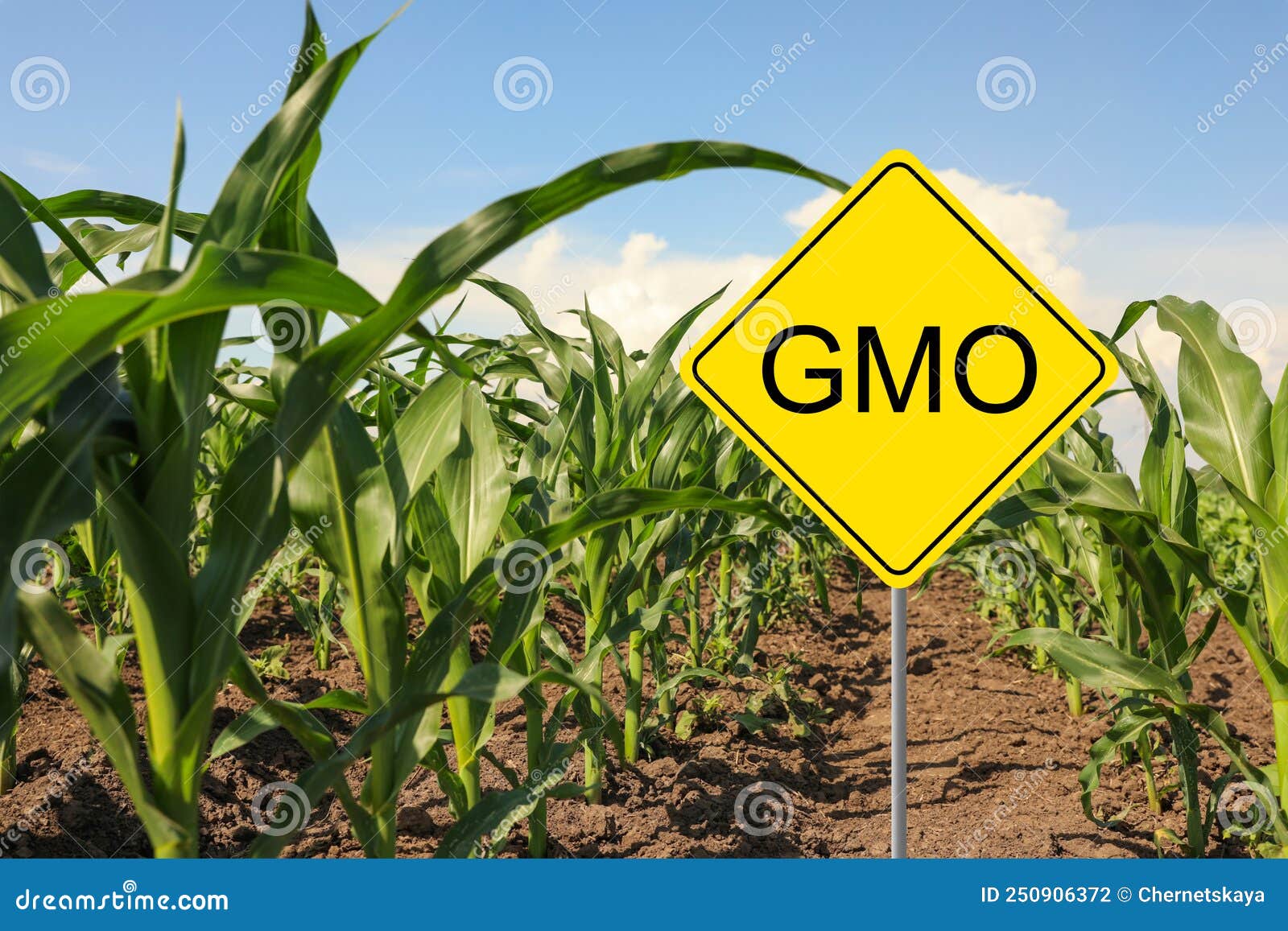 Sign with Abbreviation GMO in Corn Field on Sunny Day Stock Photo ...