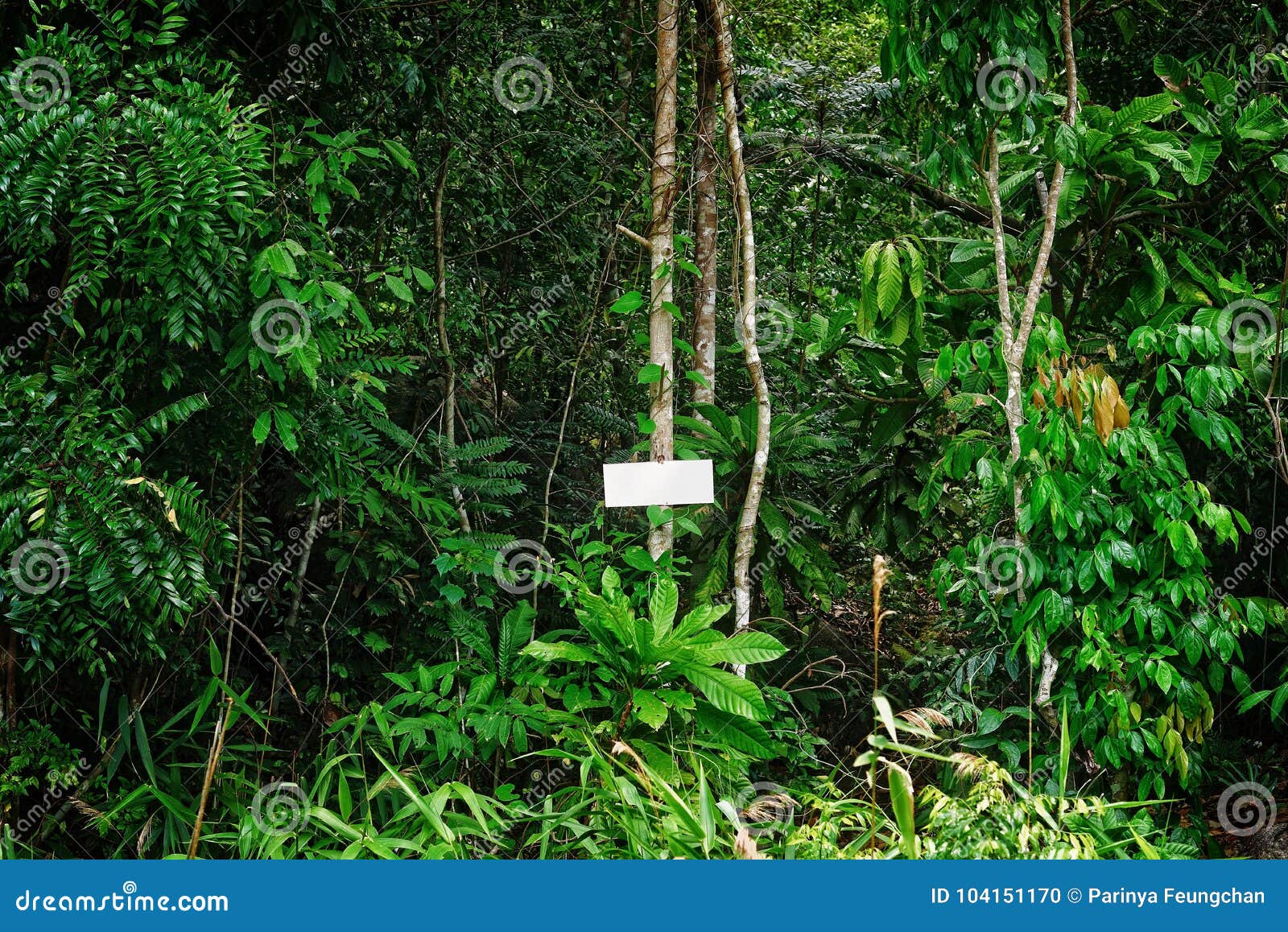 Sign Board in Forest Background Stock Photo - Image of national, board ...