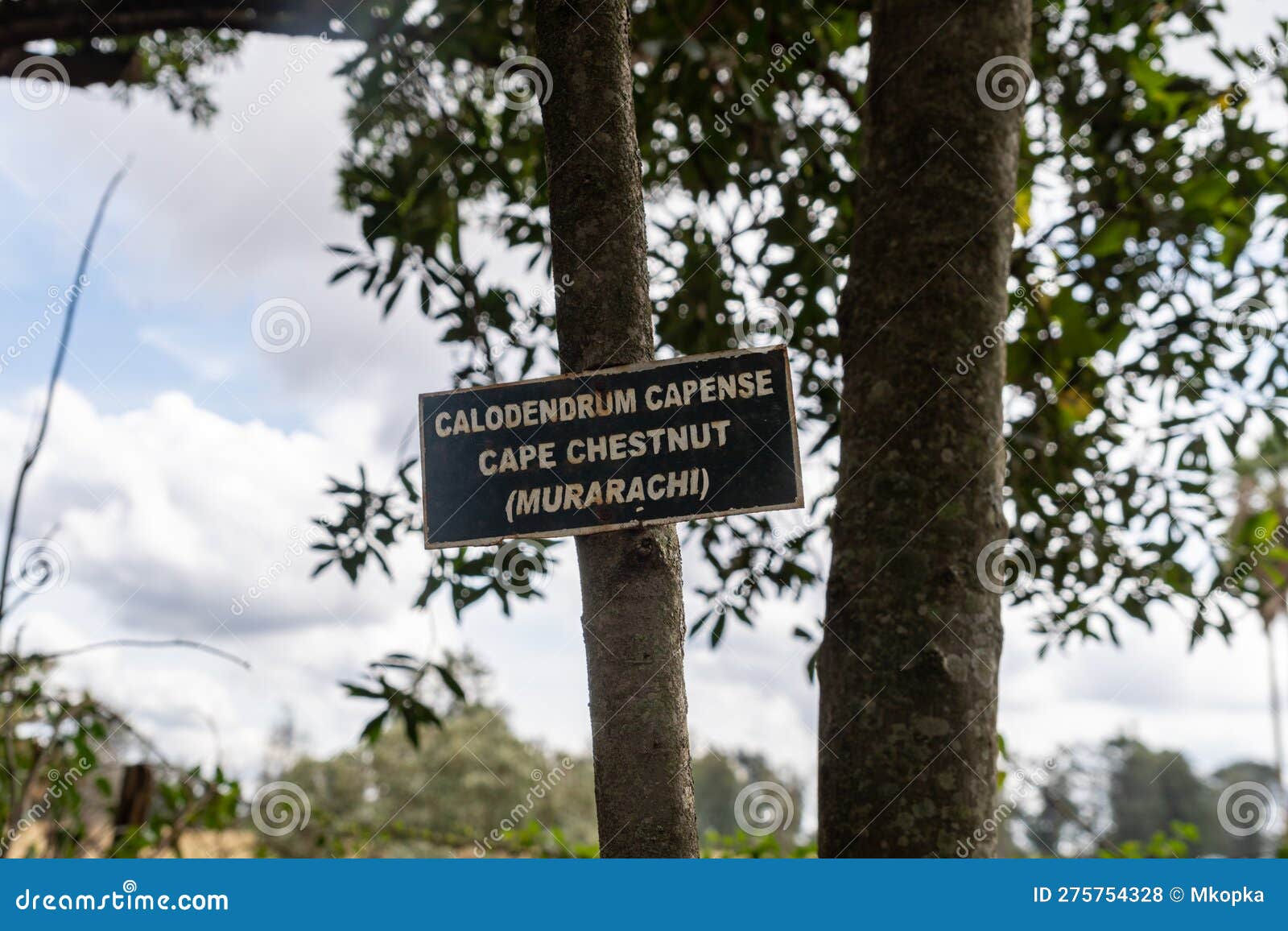 Sign for a Calodendrum Capense - Also Known As a Cape Chestnut Tree ...
