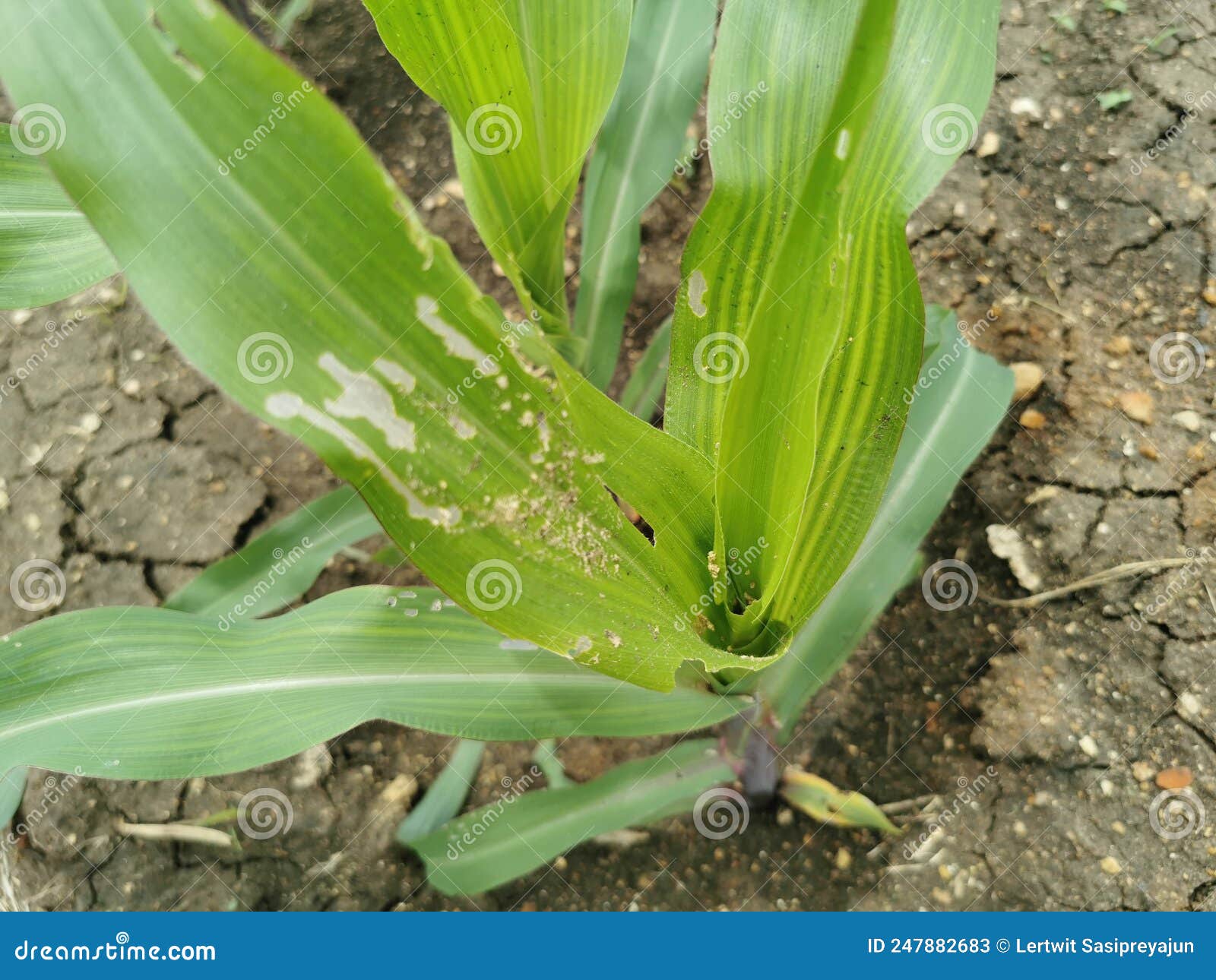 Sign of Corn Leaf and Shoot Damage from Insect Stock Image - Image of ...
