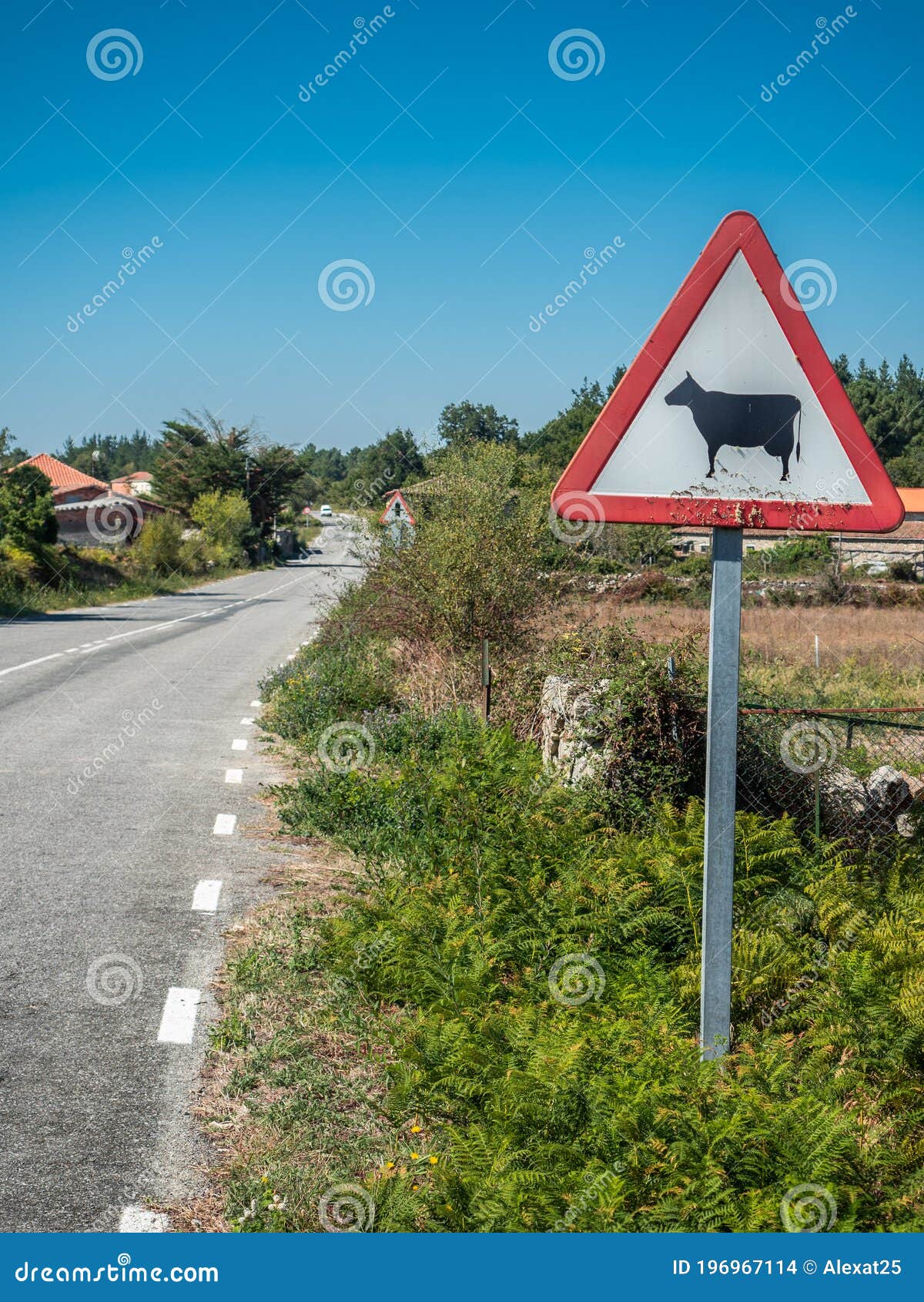 Sign of Danger Cows in the Street Stock Photo - Image of safety, rural ...
