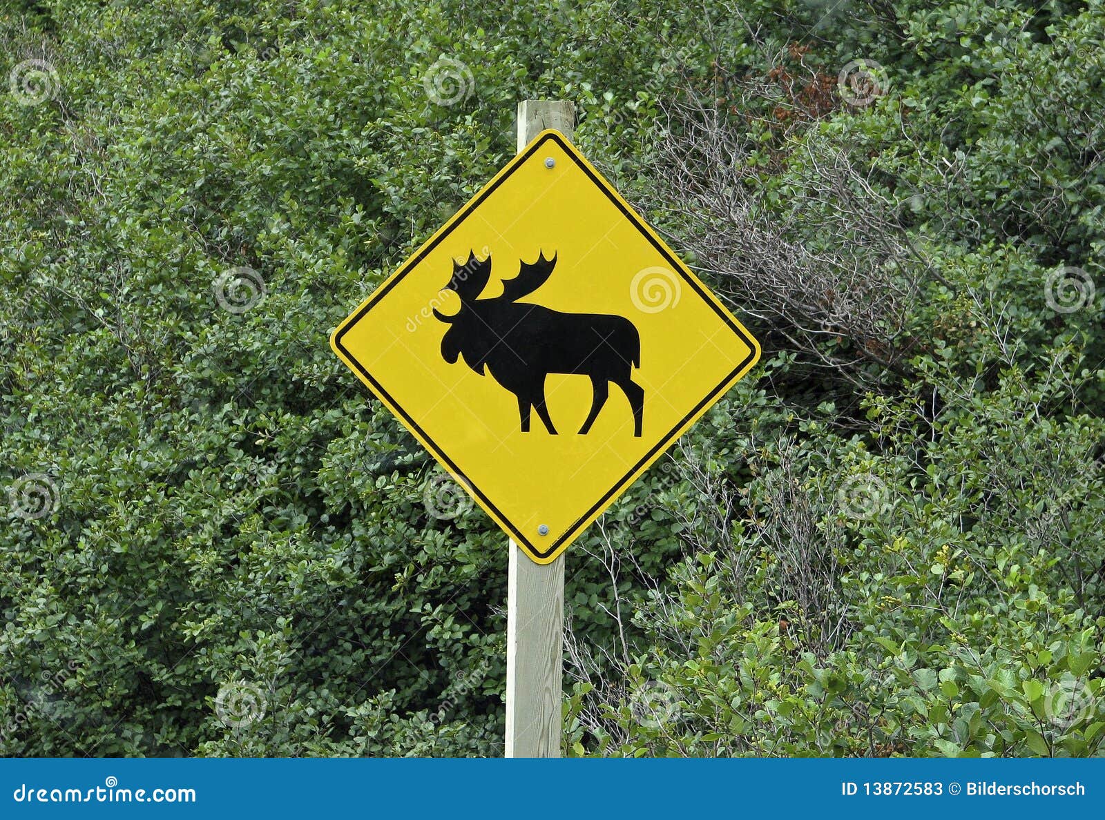 Sign elk crossing stock image. Image of danger, horn - 13872583