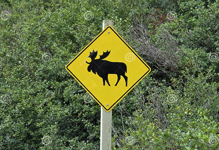 Sign elk crossing stock image. Image of danger, horn - 13872583