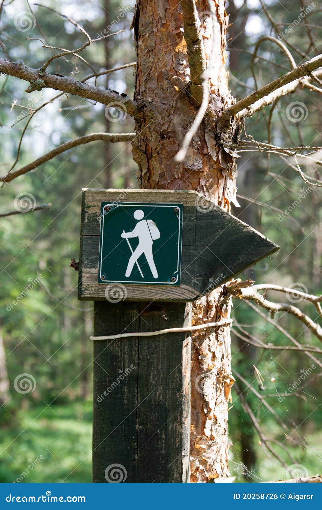 Sign on a forest trail stock photo. Image of forest, woods - 20258726