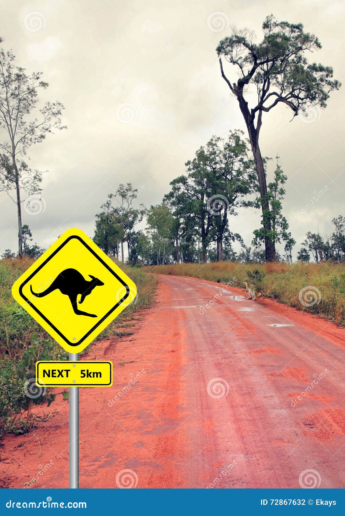 Sign and Kangaroo in the Australian Outback Road Stock Photo - Image of ...