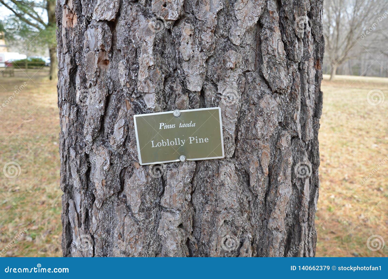 Bark Trunk Tropical Palm Embossed Golden Yellow Royalty-Free Stock ...