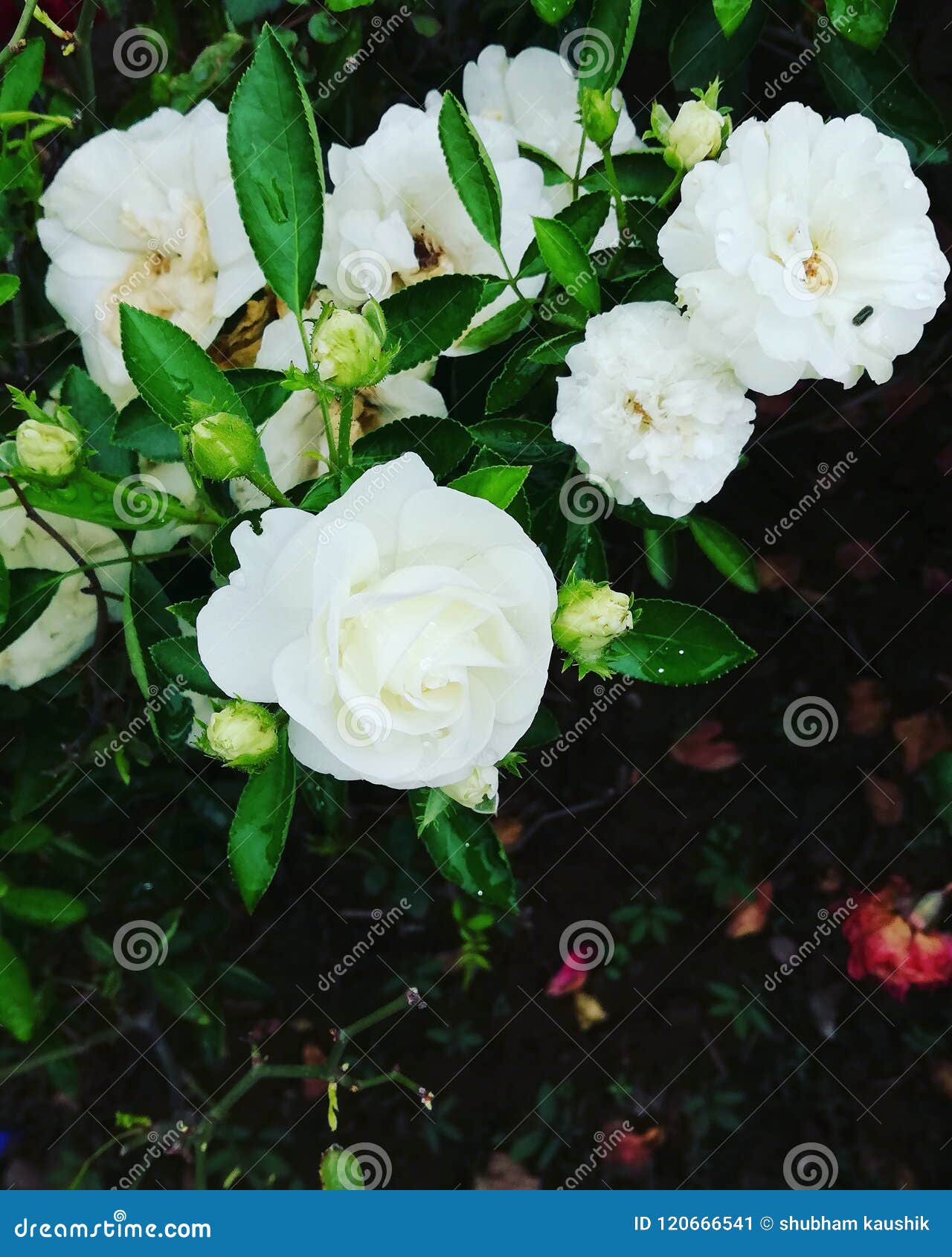 A sign of peace stock image. Image of drops, rose, sign - 120666541