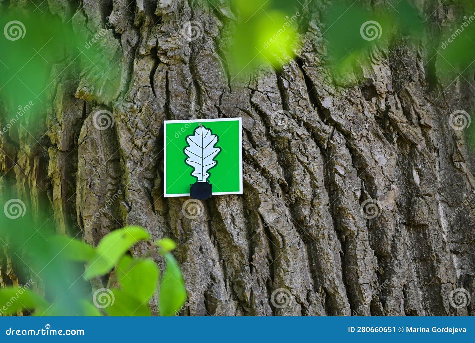 Sign about a Protected Tree. a Sign on a Tree Trunk To Account for the ...