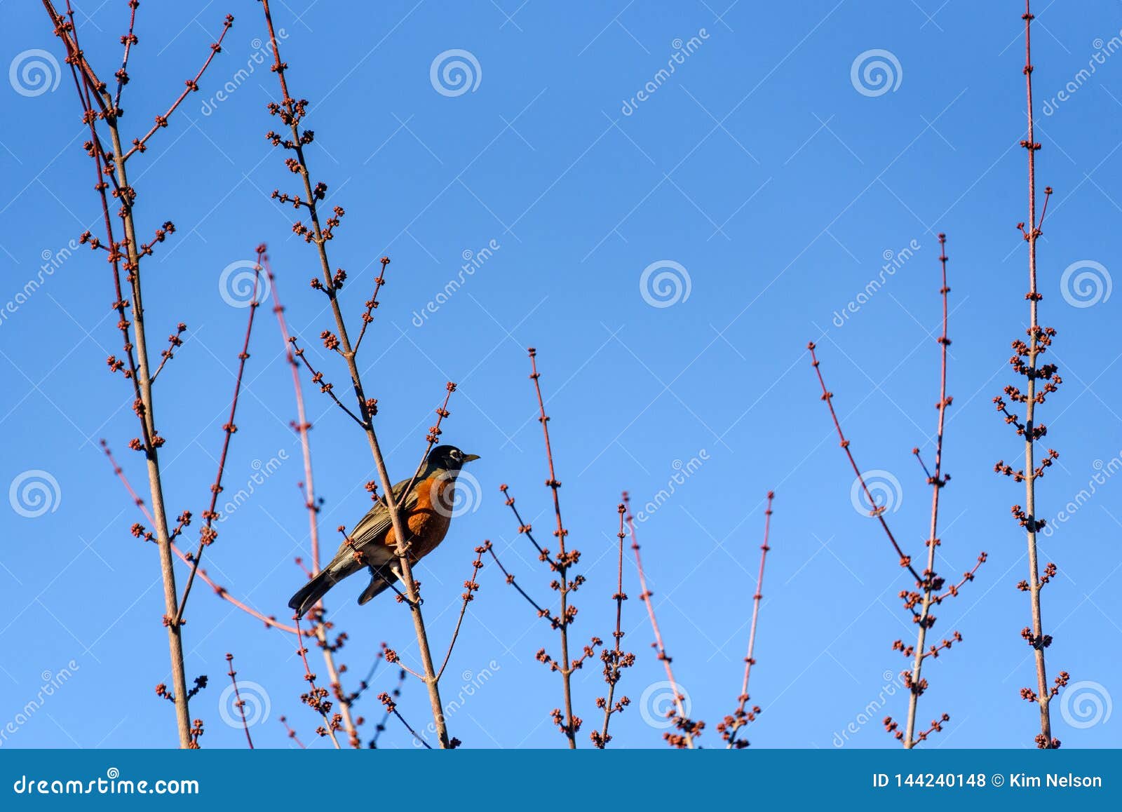Sign of Spring, American Robin Perched in a Tree with Fresh Spring Buds ...