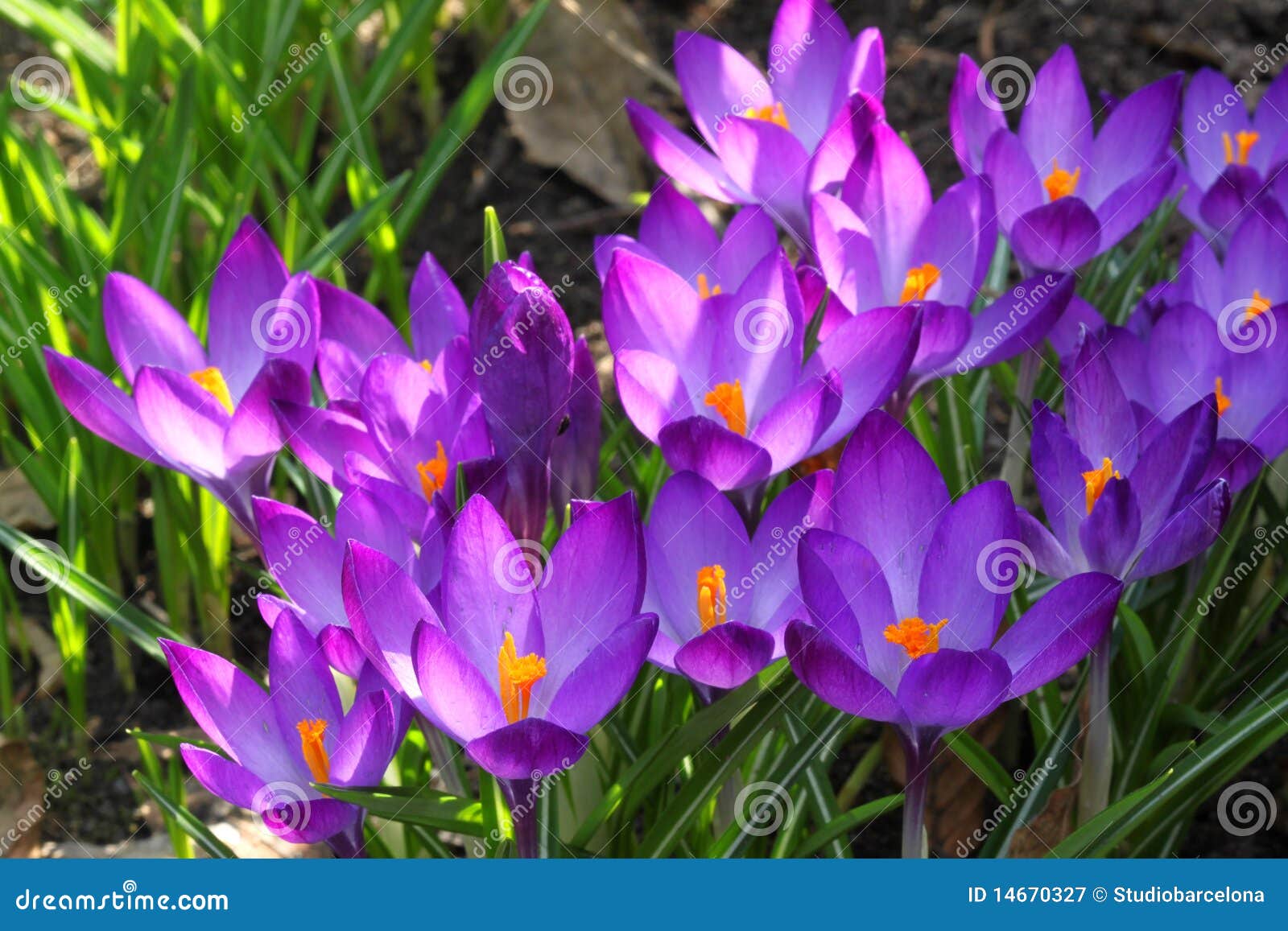 Sign of spring - crocus stock image. Image of leaf, germ - 14670327