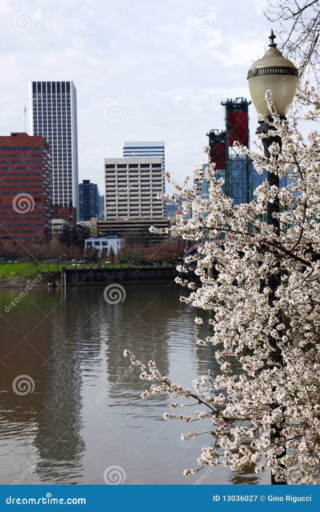 Sign of Spring, Portland Oregon. Stock Image - Image of murky, overcast ...