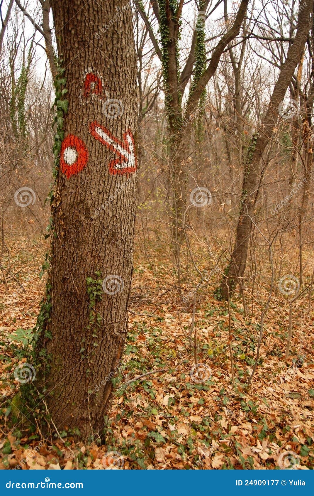 Sign on tree in forest stock image. Image of park, letter - 24909177