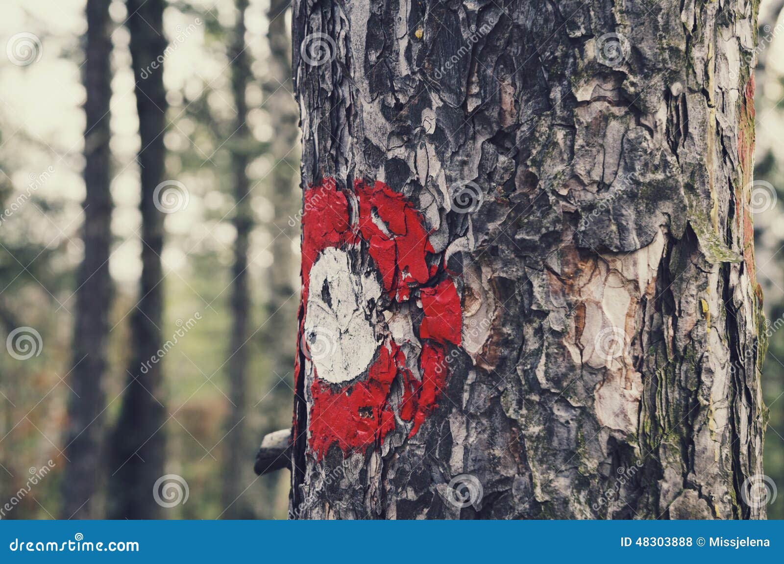 Sign on the tree stock photo. Image of nature, bark, europe - 48303888