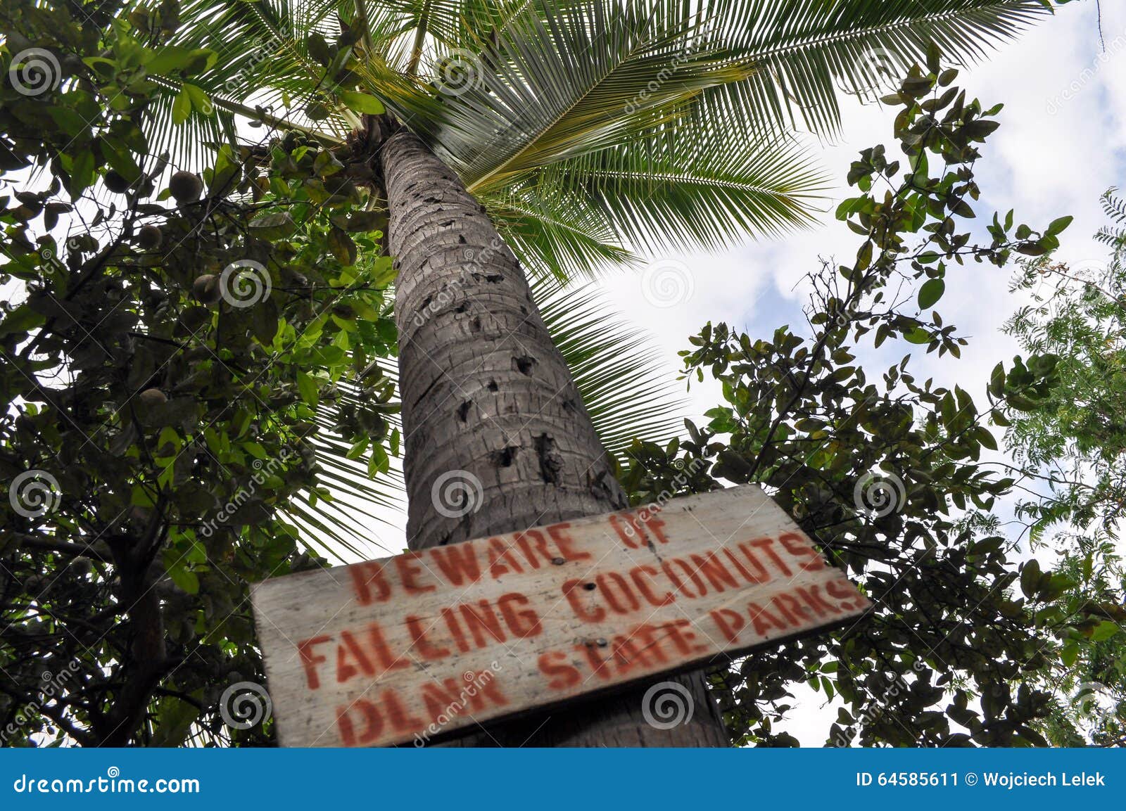 Sign Under the Palm Tree - Beware of Falling Coconuts Stock Image ...