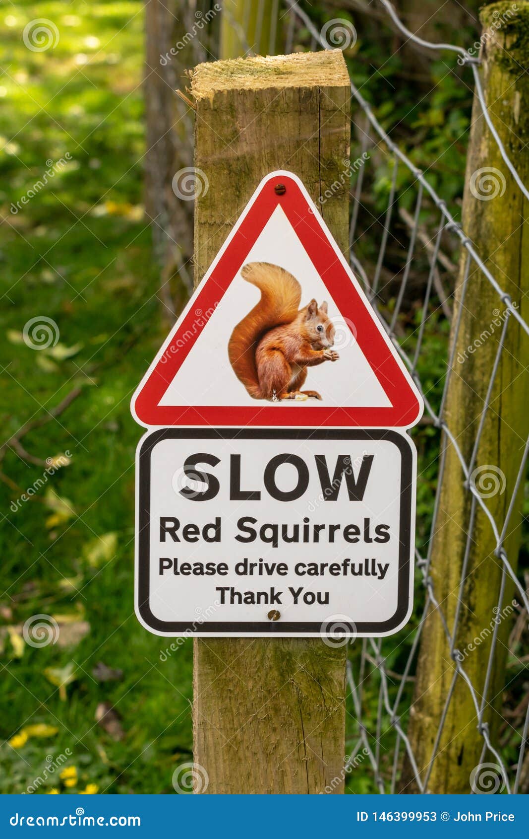 Sign Warning Motorists of Red Squirrels Editorial Stock Photo - Image ...