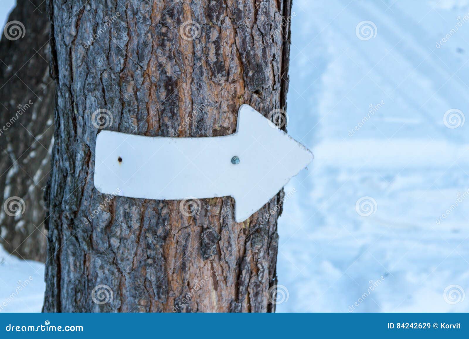 Sign with a White Arrow on a Tree Stock Image - Image of sports ...