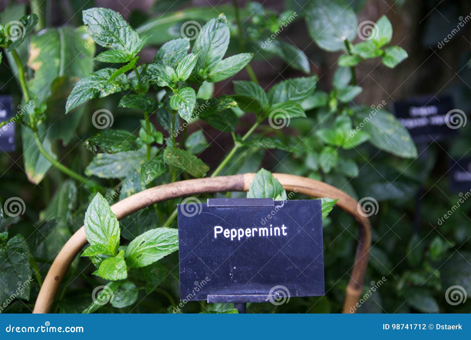 Peppermint stock photo. Image of peppermint, mint, beauty - 98741712