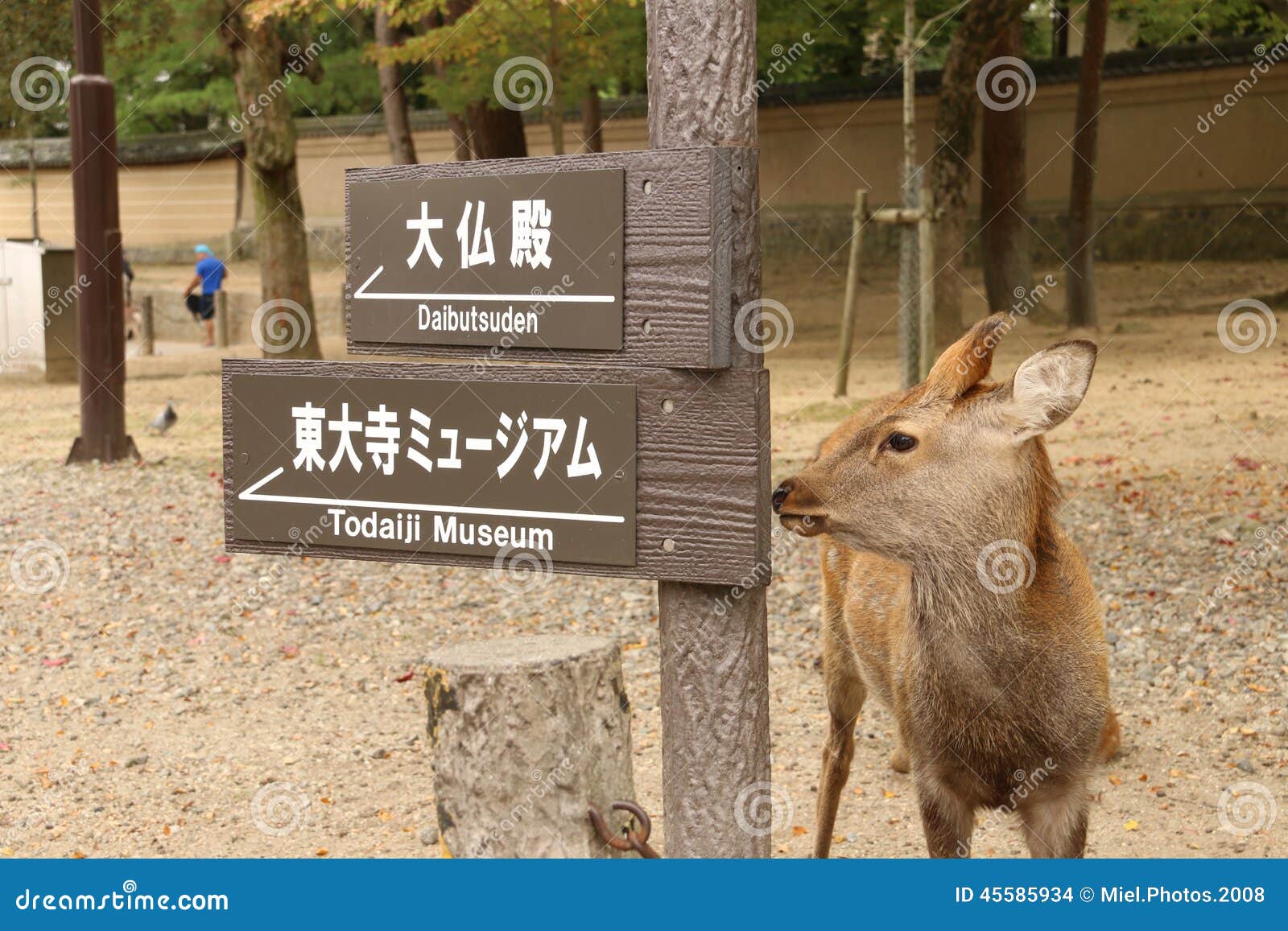 Todaiji Museum Stock Photos - Free & Royalty-Free Stock Photos from ...