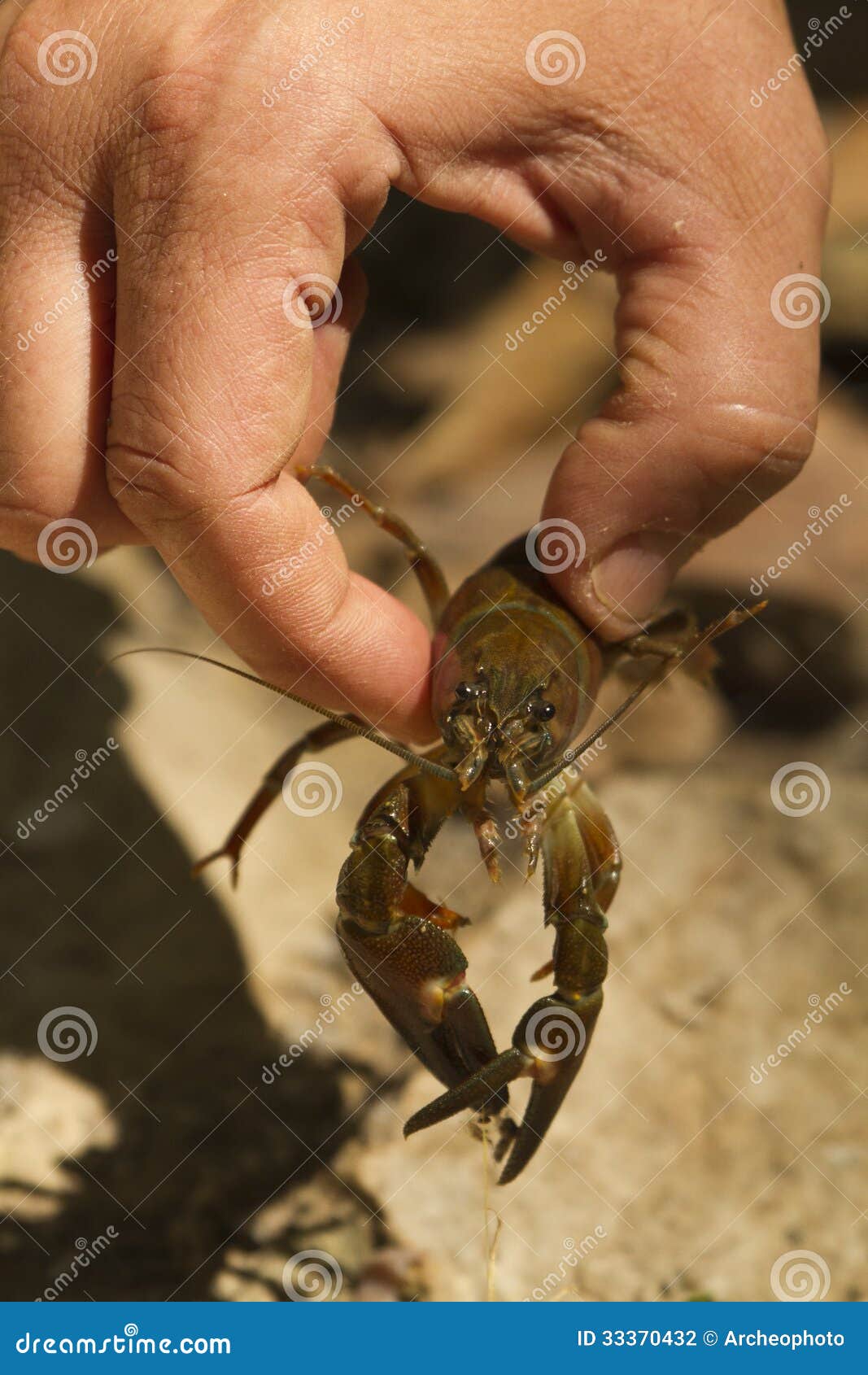Signal Crayfish Without One Claw, An Invasive Non-native Species In ...