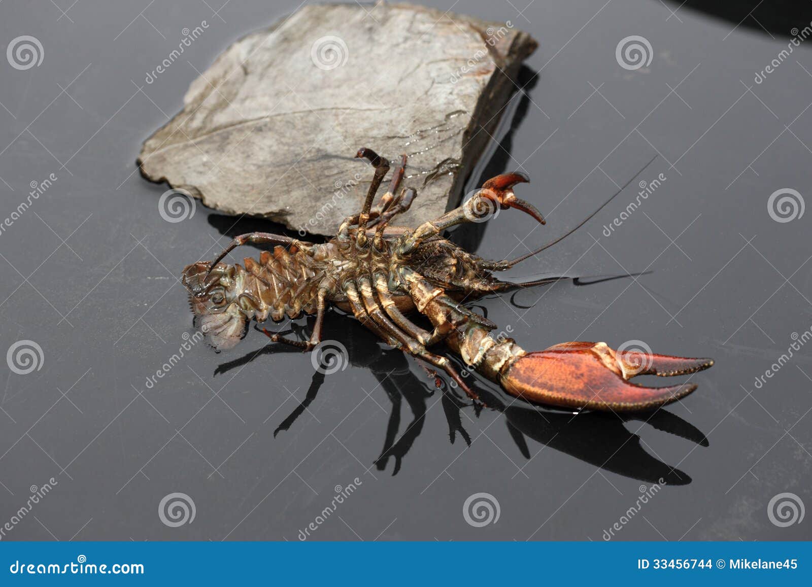 Signal Crayfish, Pacifastacus Leniusculus Stock Photo - Image of river ...